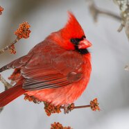 Picture Of A Cardinal Bird Why Are Cardinals So Red Farmers Almanac