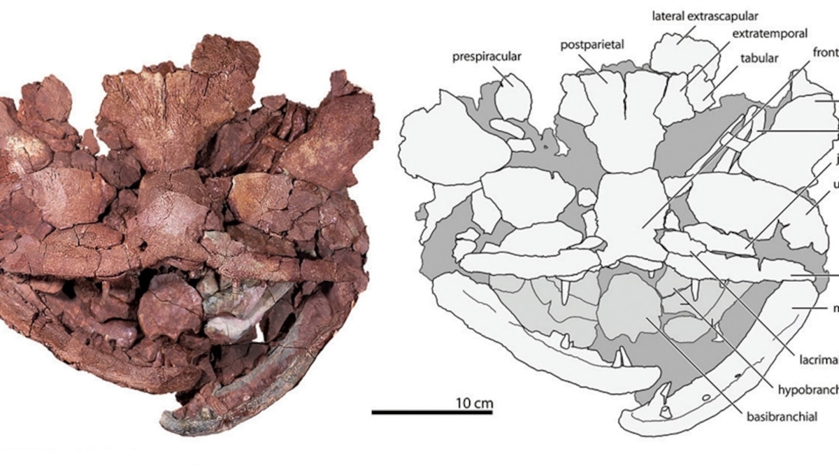 Ancient Toothy Fish Found in Arctic—Giant Prowled Rivers | National ...