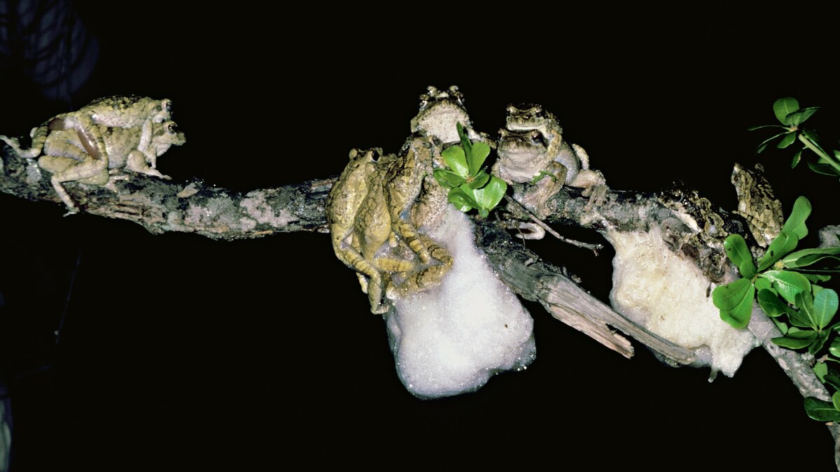 To Mate, This Frog and Her Sex Partners Work Up a Lather | National ...
