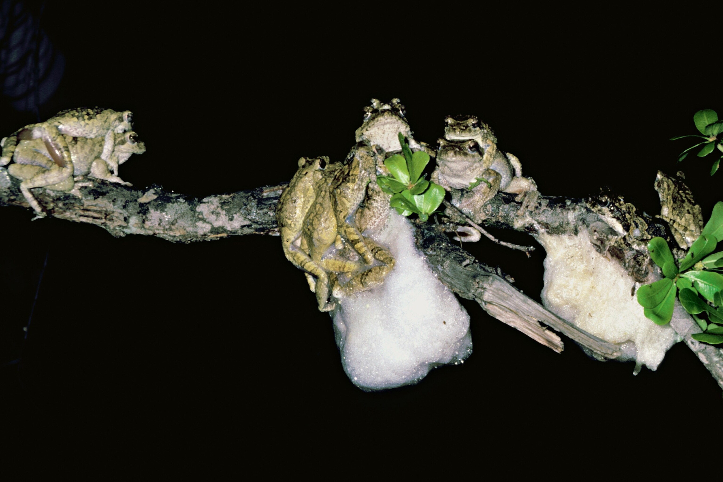 To Mate, This Frog and Her Sex Partners Work Up a Lather