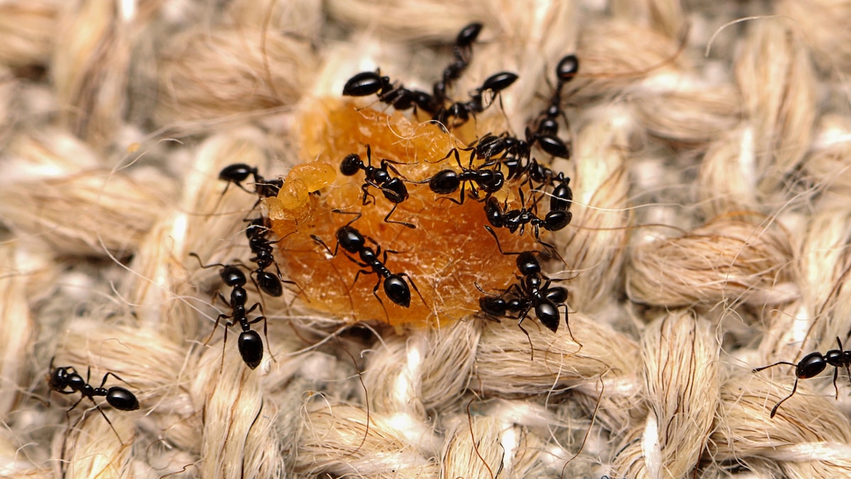 500 Kinds of Bugs May be Living in Your House | National Geographic