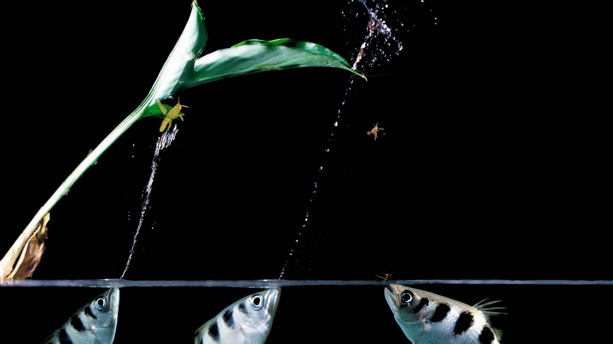 5 of Nature's Wildest Animal Showdowns | National Geographic