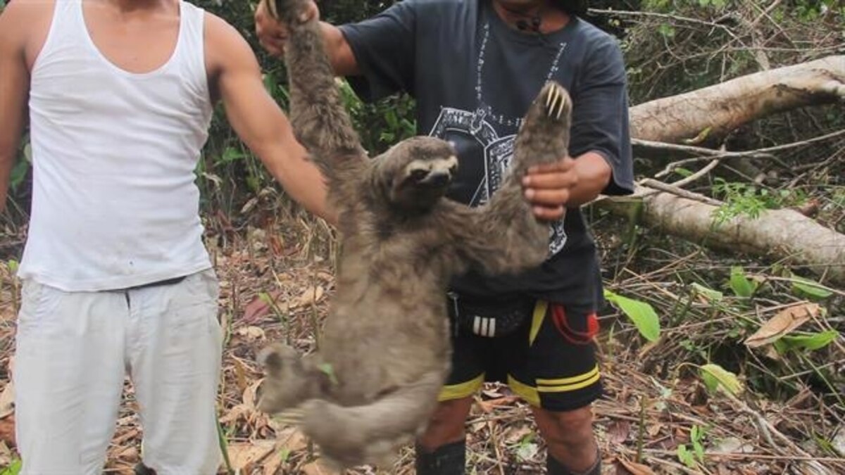 Witness the Harrowing Capture of a Wild Sloth for the Black Market ...