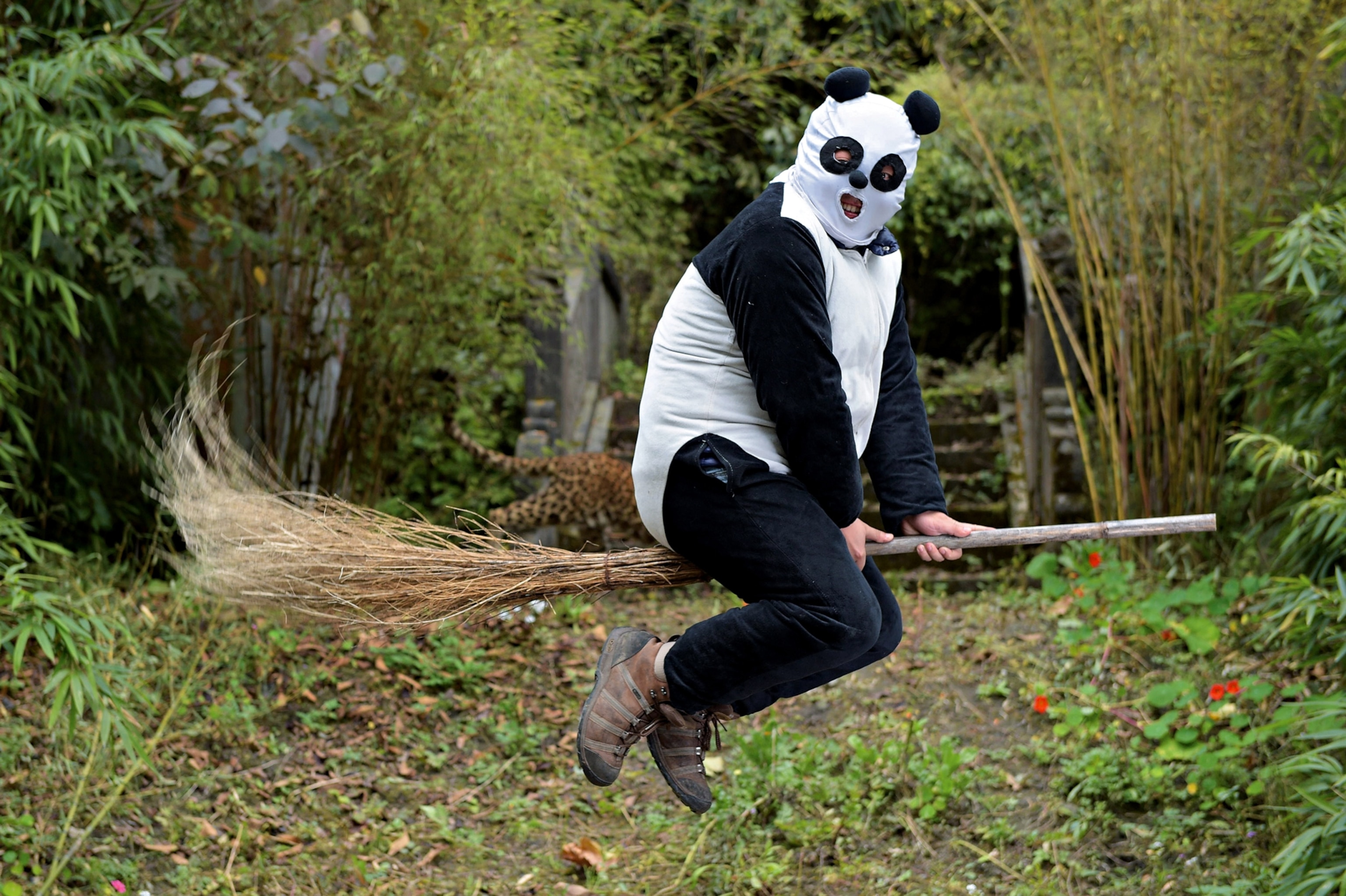 Who Discovered the Panda?