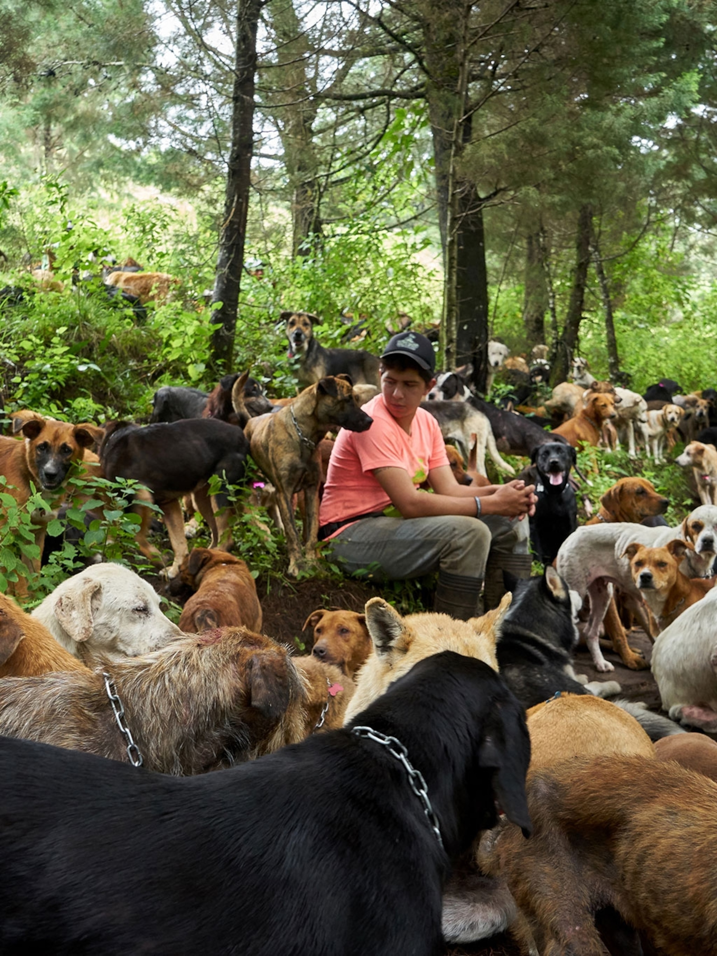 Can I Take My Dog Into Costa