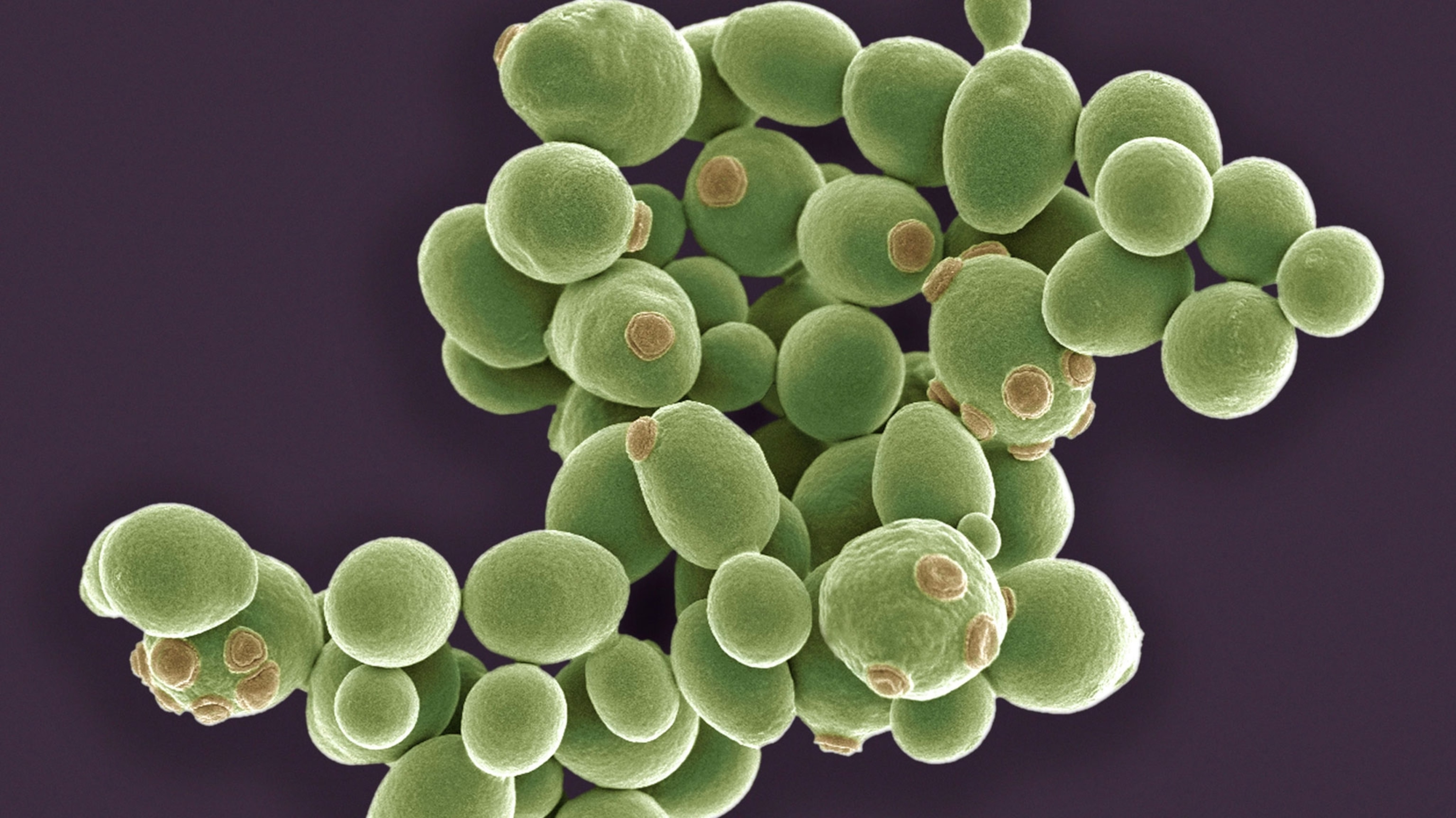 Bakers Yeast Microscope