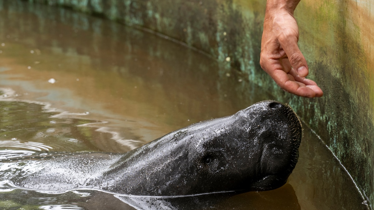 Get a rare glimpse into the hidden lives of Amazonian manatees ...