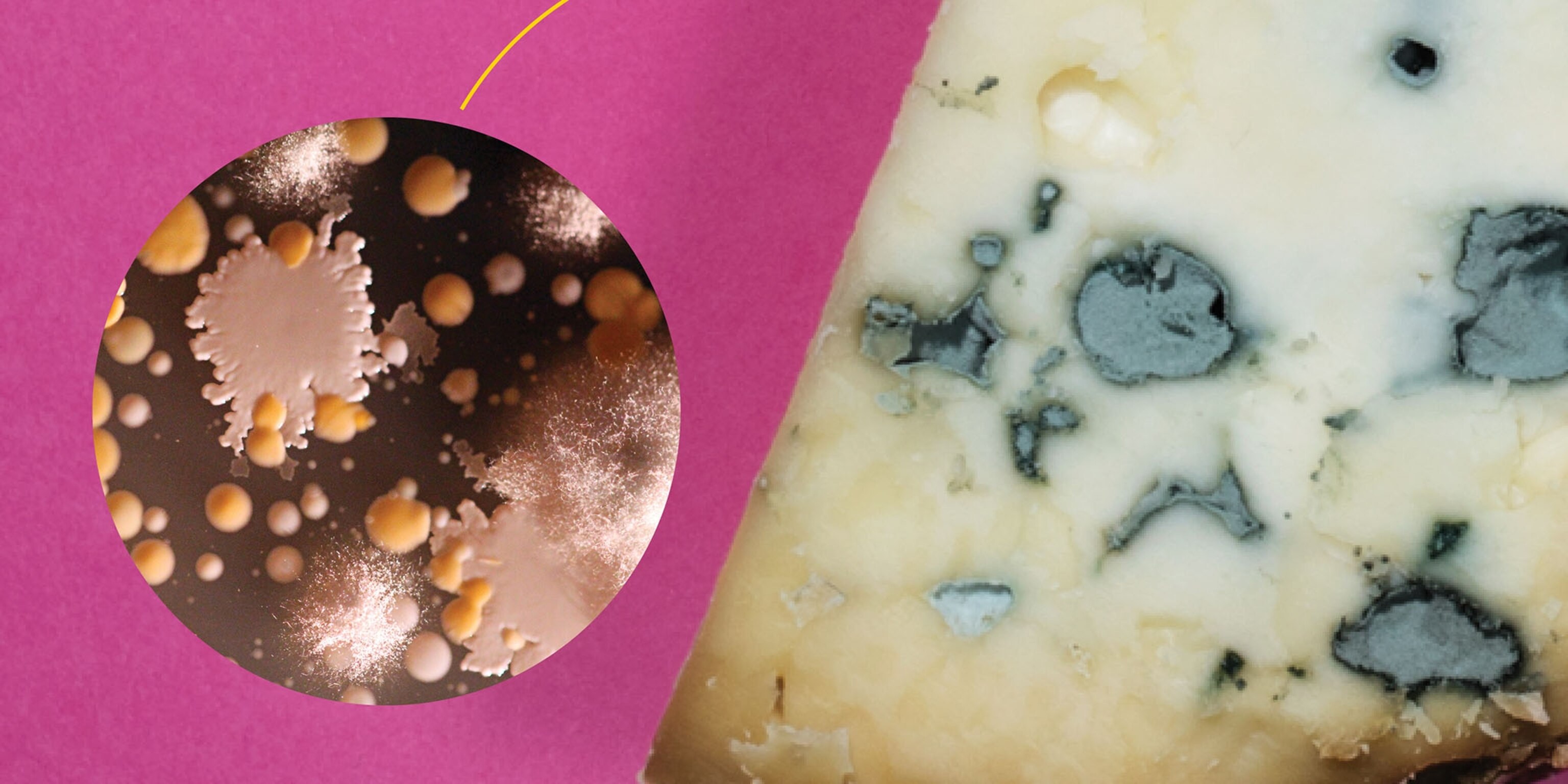 Cheese Mold Under Microscope