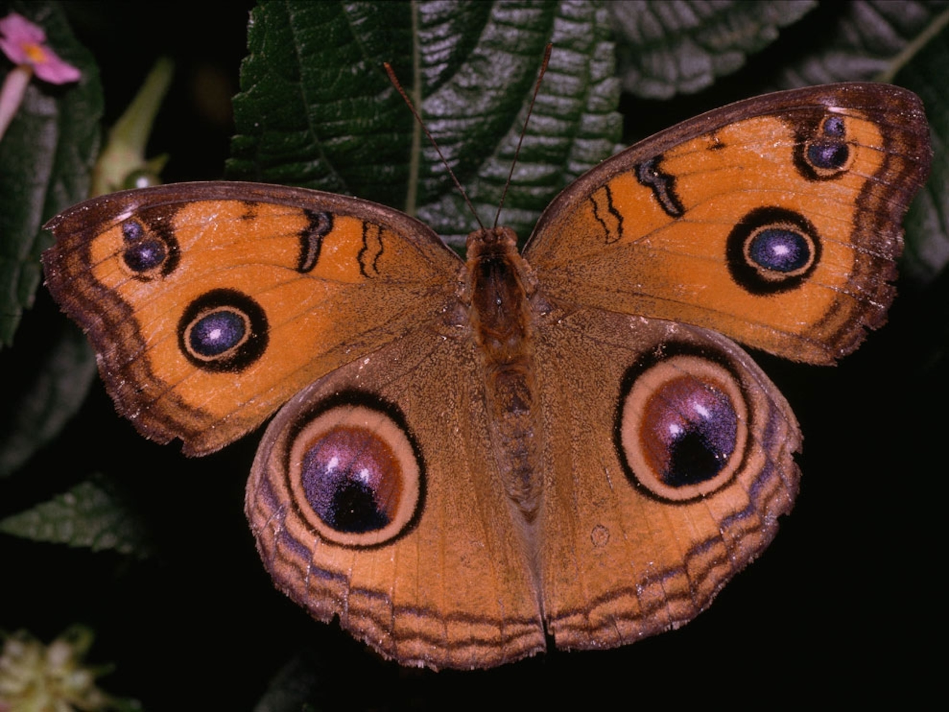 Butterflies, Patterns in Nature, Photos, Pictures, Wallpapers ...