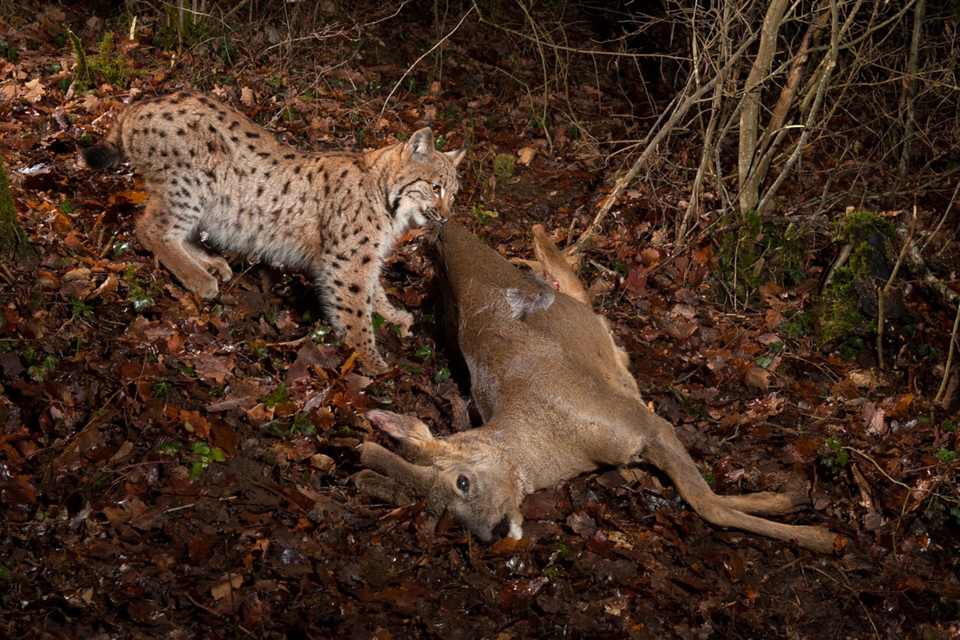 Europe’s Big Cat: Rare Photographs of Lynx in the Wild