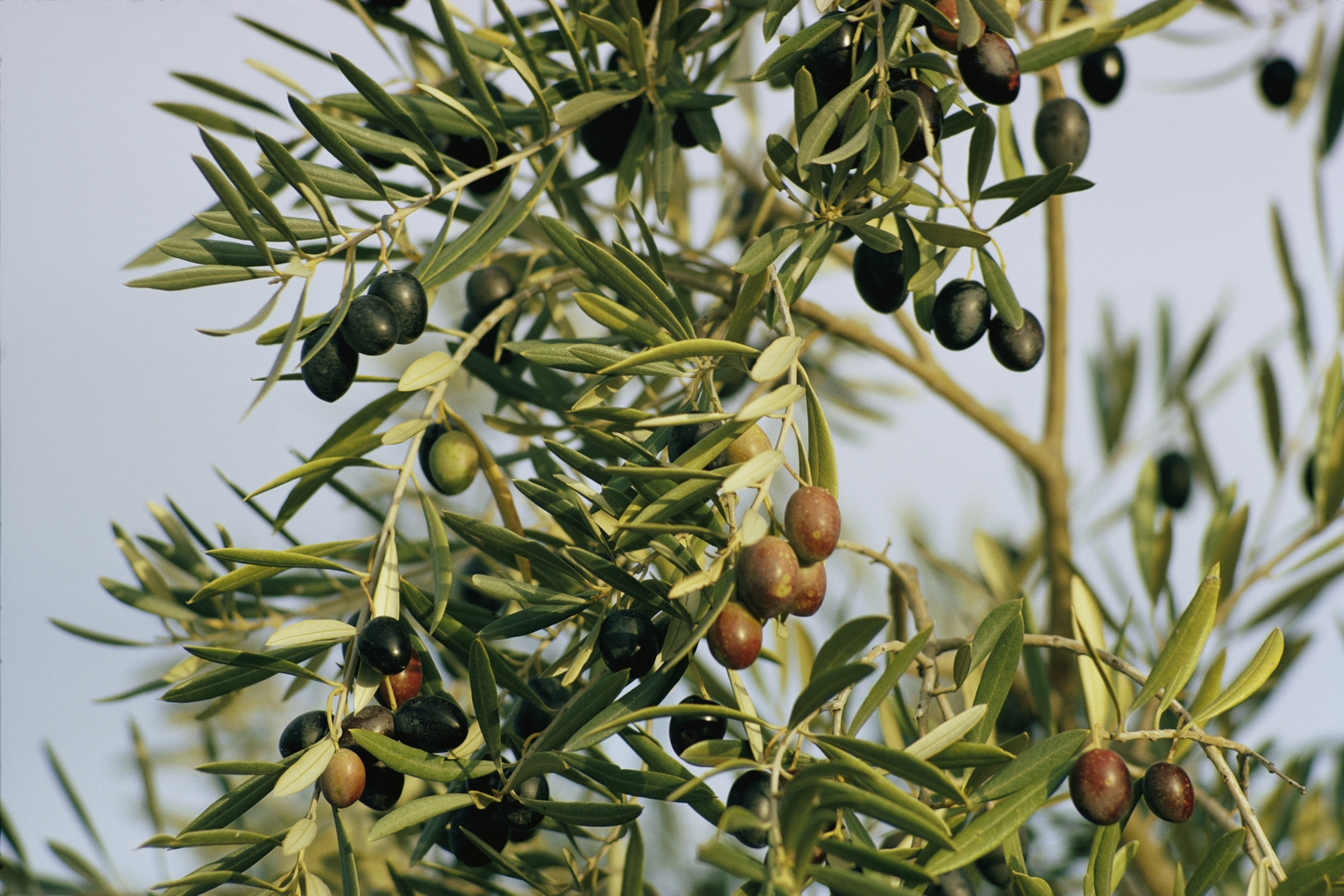 The Mediterranean diet has stood the test of time for a reason: It works