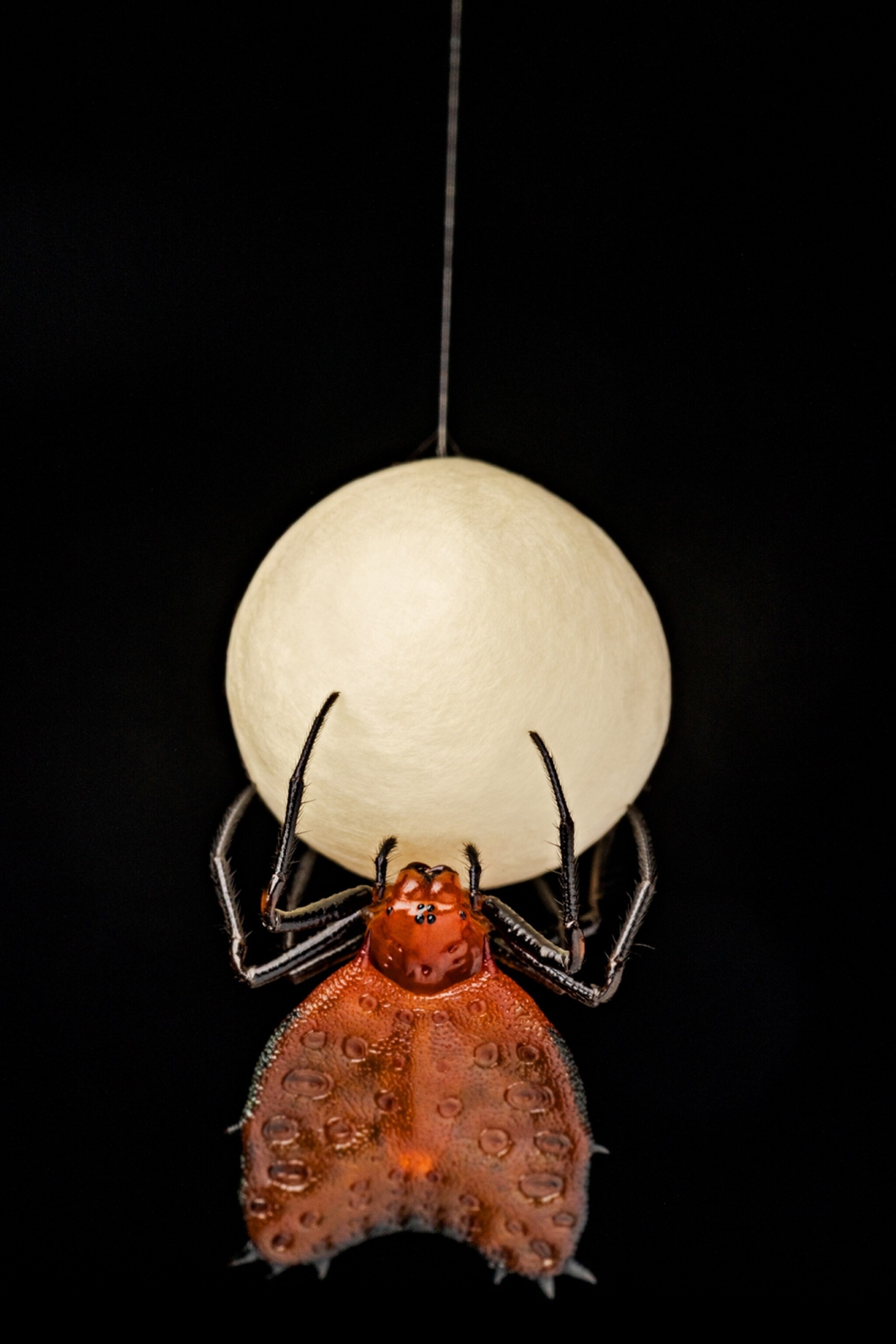 A mesmerizing look at nature's eight-legged wonders