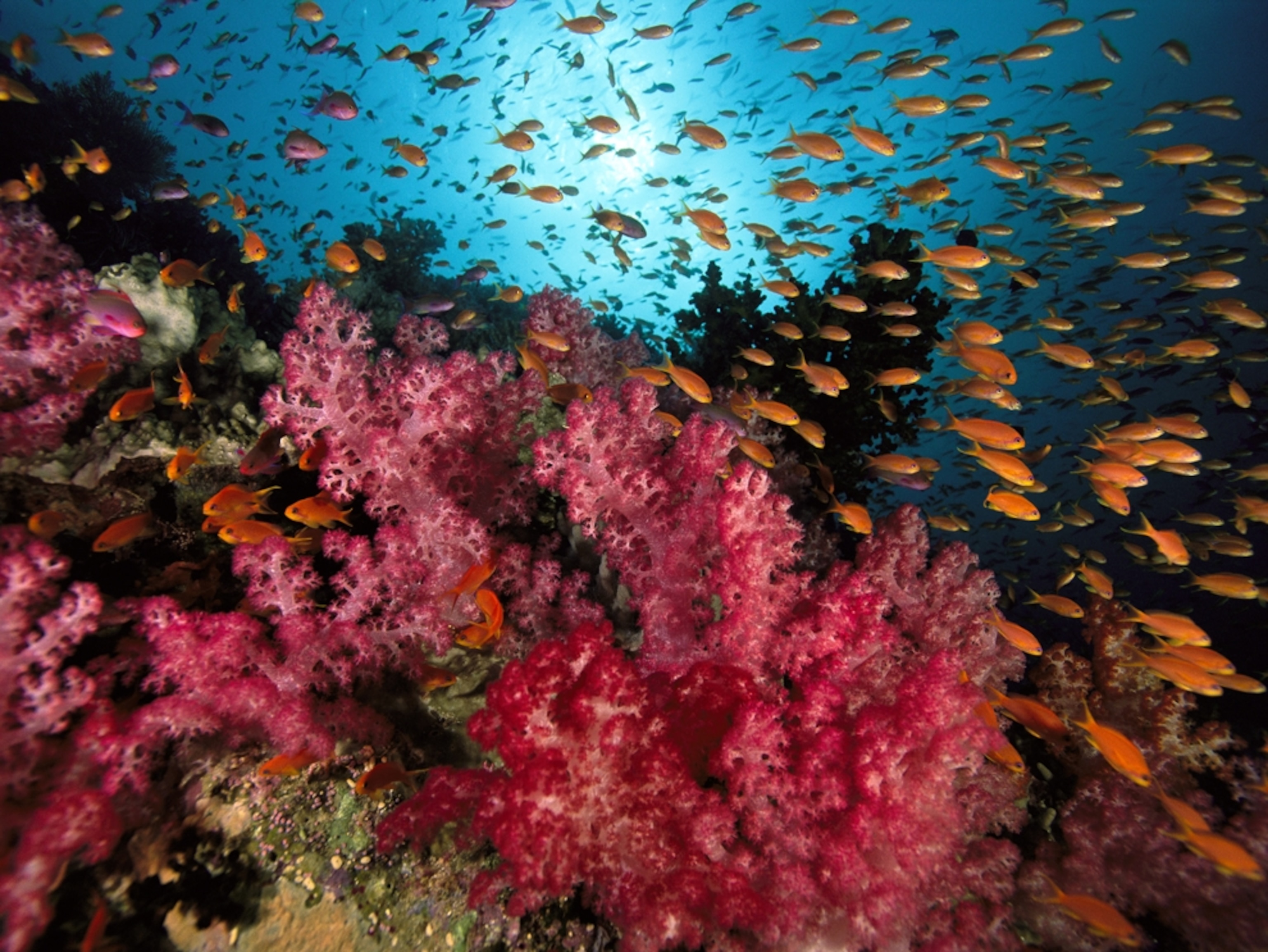 Schools of Fish Pictures, Schools of Fish Photos, Photo Gallery ...