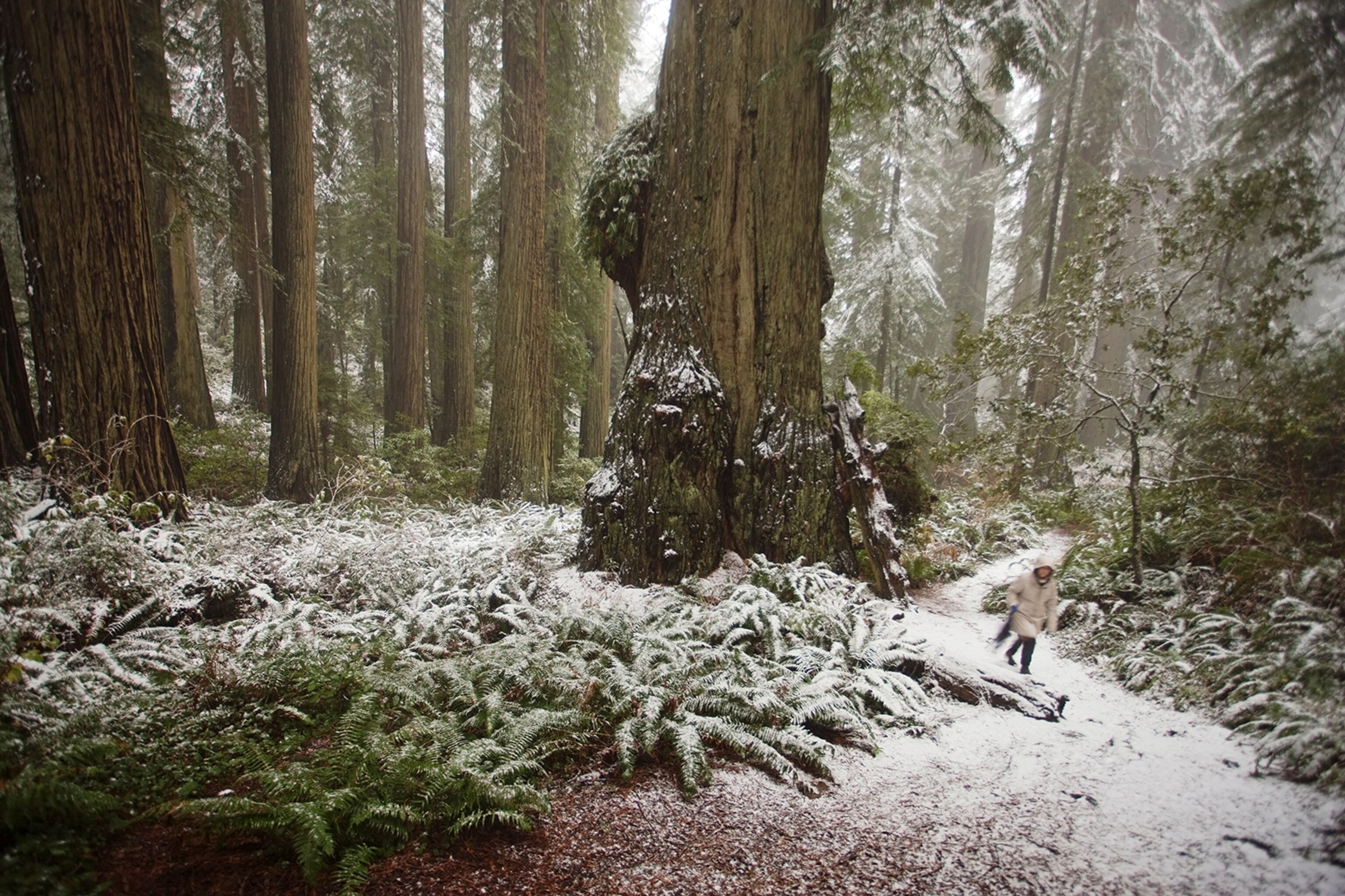 Redwoods - The Super Trees - National Geographic Magazine
