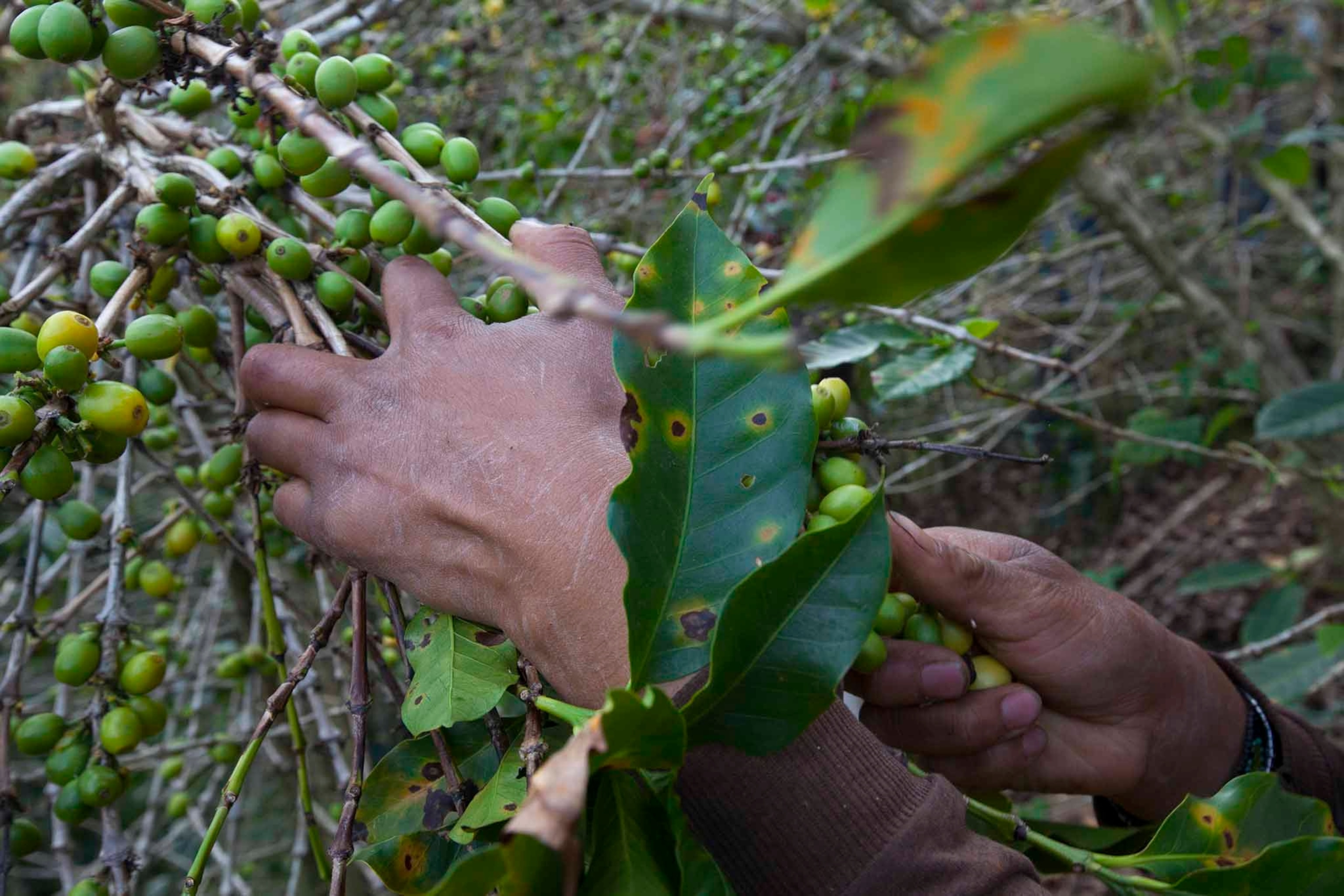 Fungus, Climate Change Threatening Big Part of Global Coffee Supply