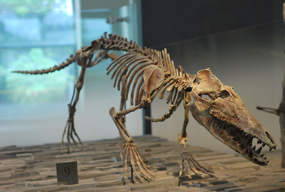 Science Word of the Day: Involucrum