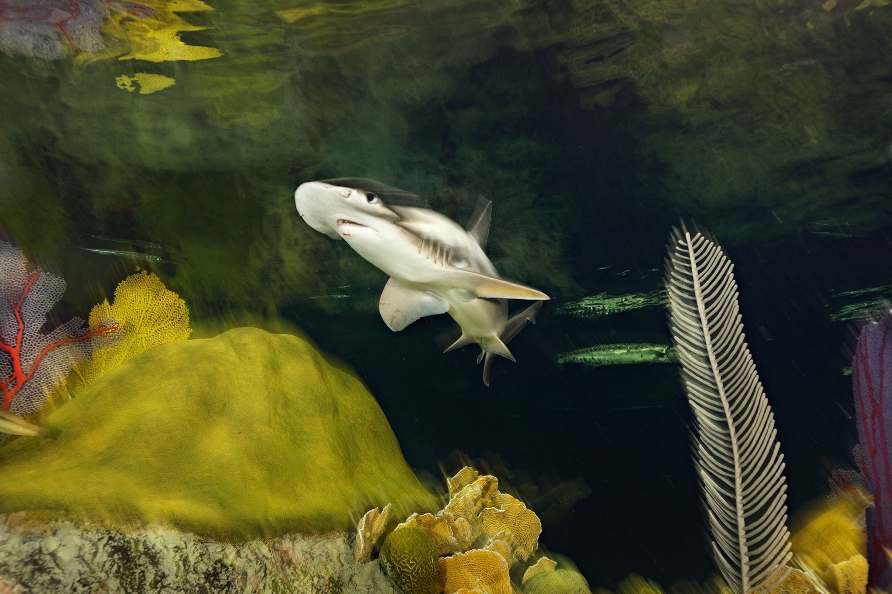 6 amazing sharks you've never heard of