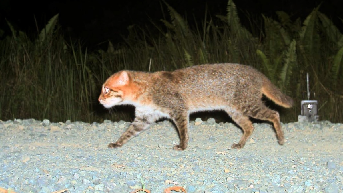 Flat-headed, Web-footed Swamp Cat Dying Out | National Geographic