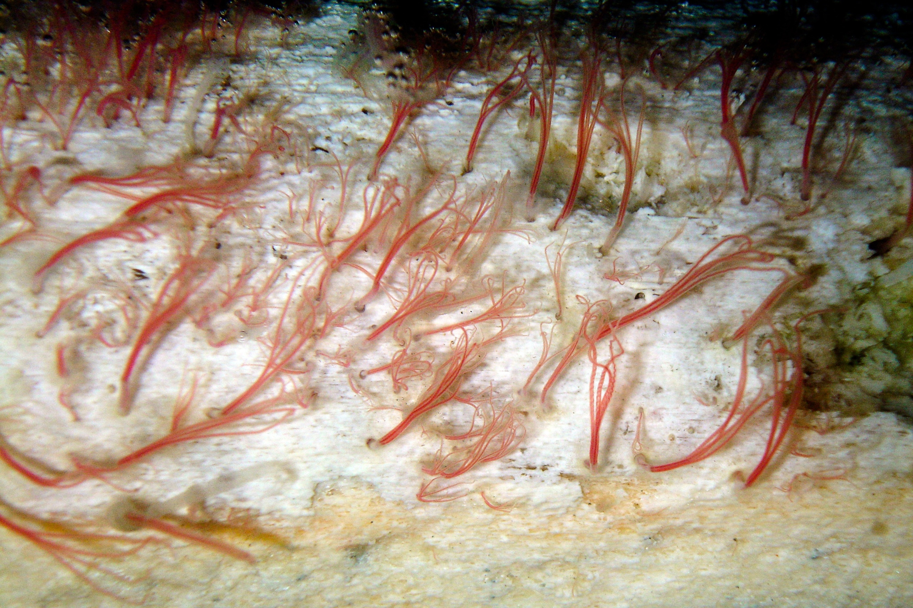 New Species of Naked Bone-Eating Worms in Antarctica