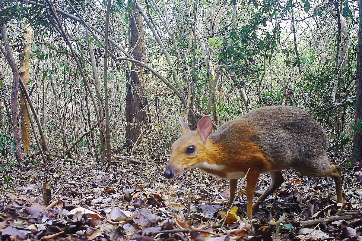 Fanged mouse-deer identified after vanishing for a generation