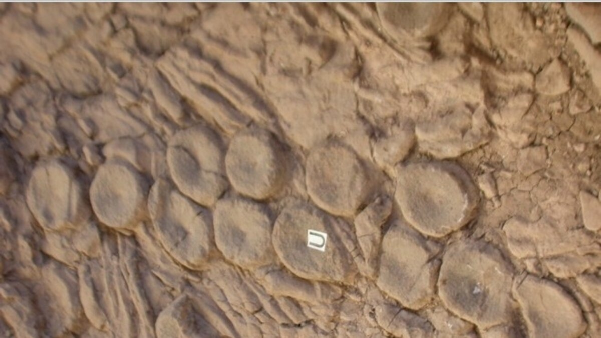 The Giant, Prehistoric Squid That Ate Common Sense | National Geographic