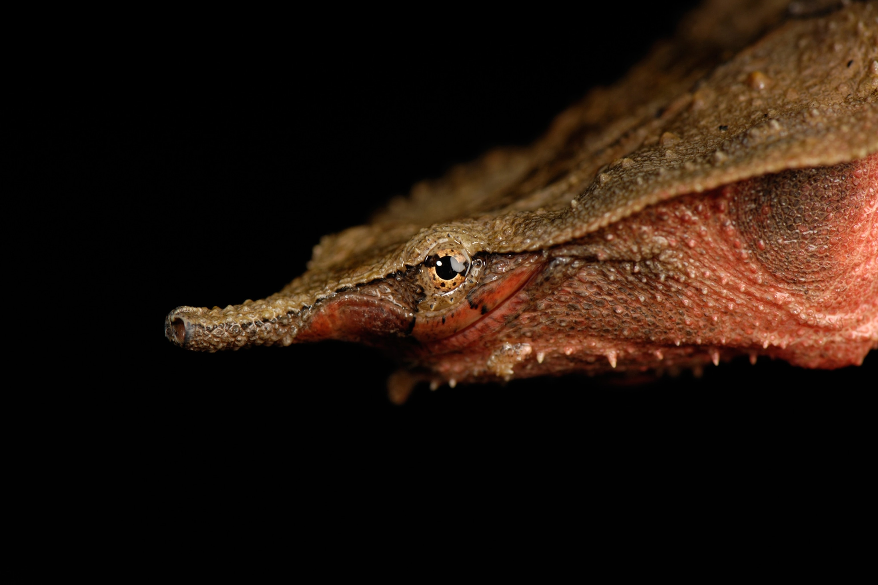 Cantor's softshell turtles recovering in Cambodia