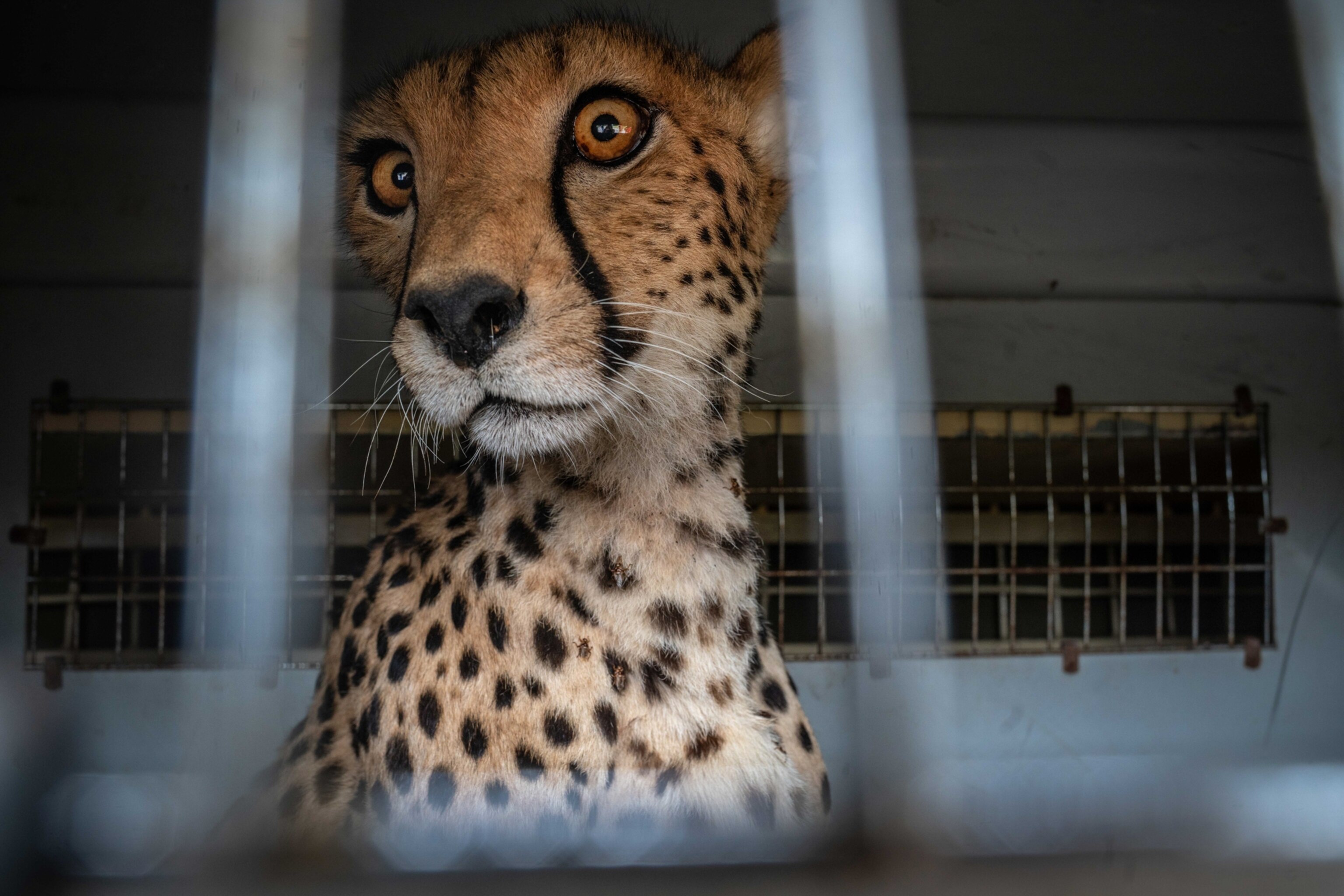 Photographing the sleepless, three-day effort to save an injured cheetah