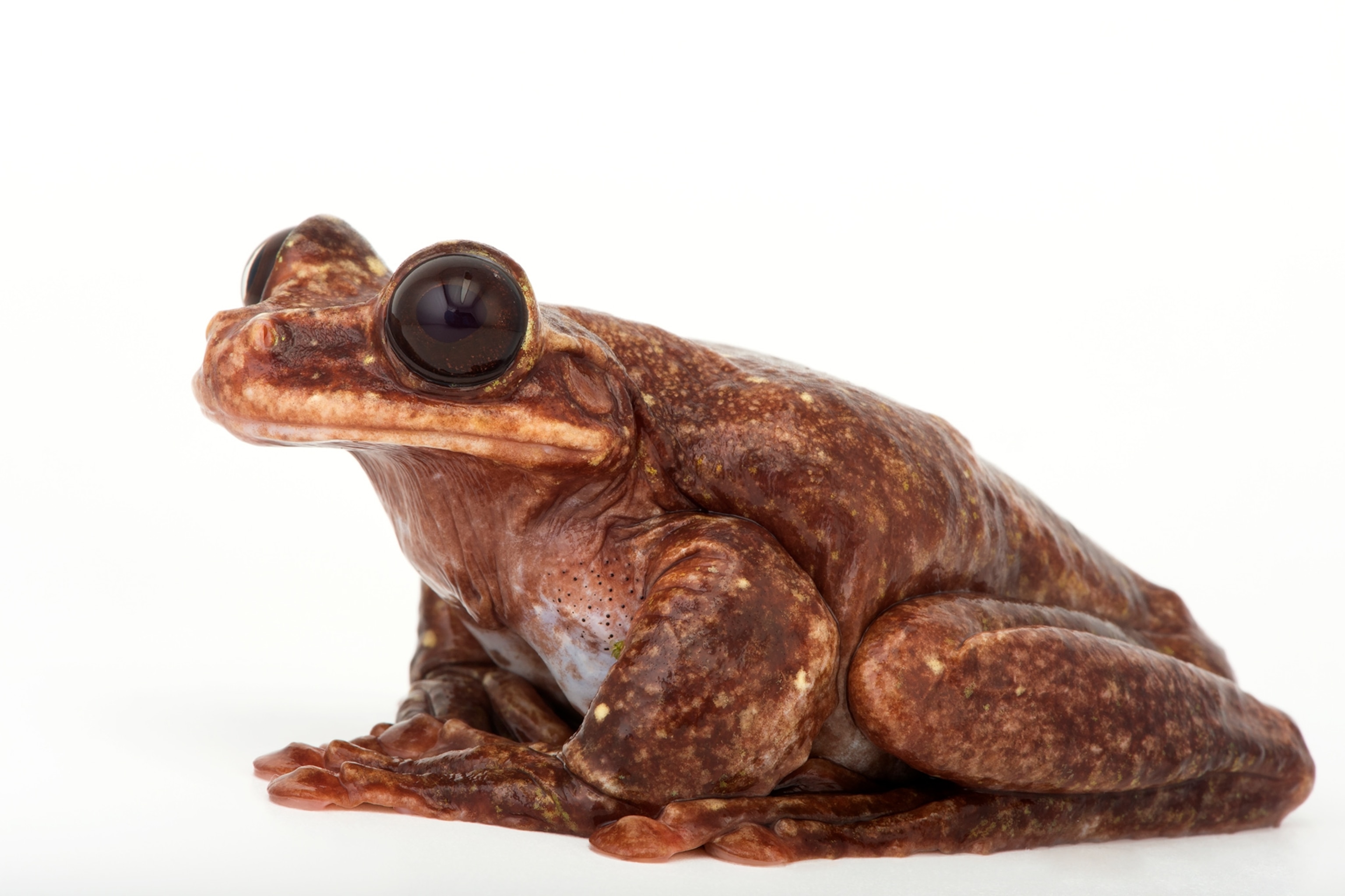 Famous Frog Toughie Dies, Sending Species to Extinction