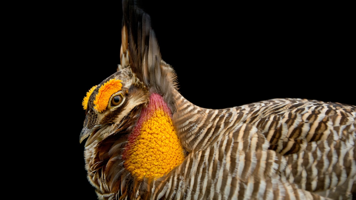 Celebrate July 4th with these unique all-American animals | National ...