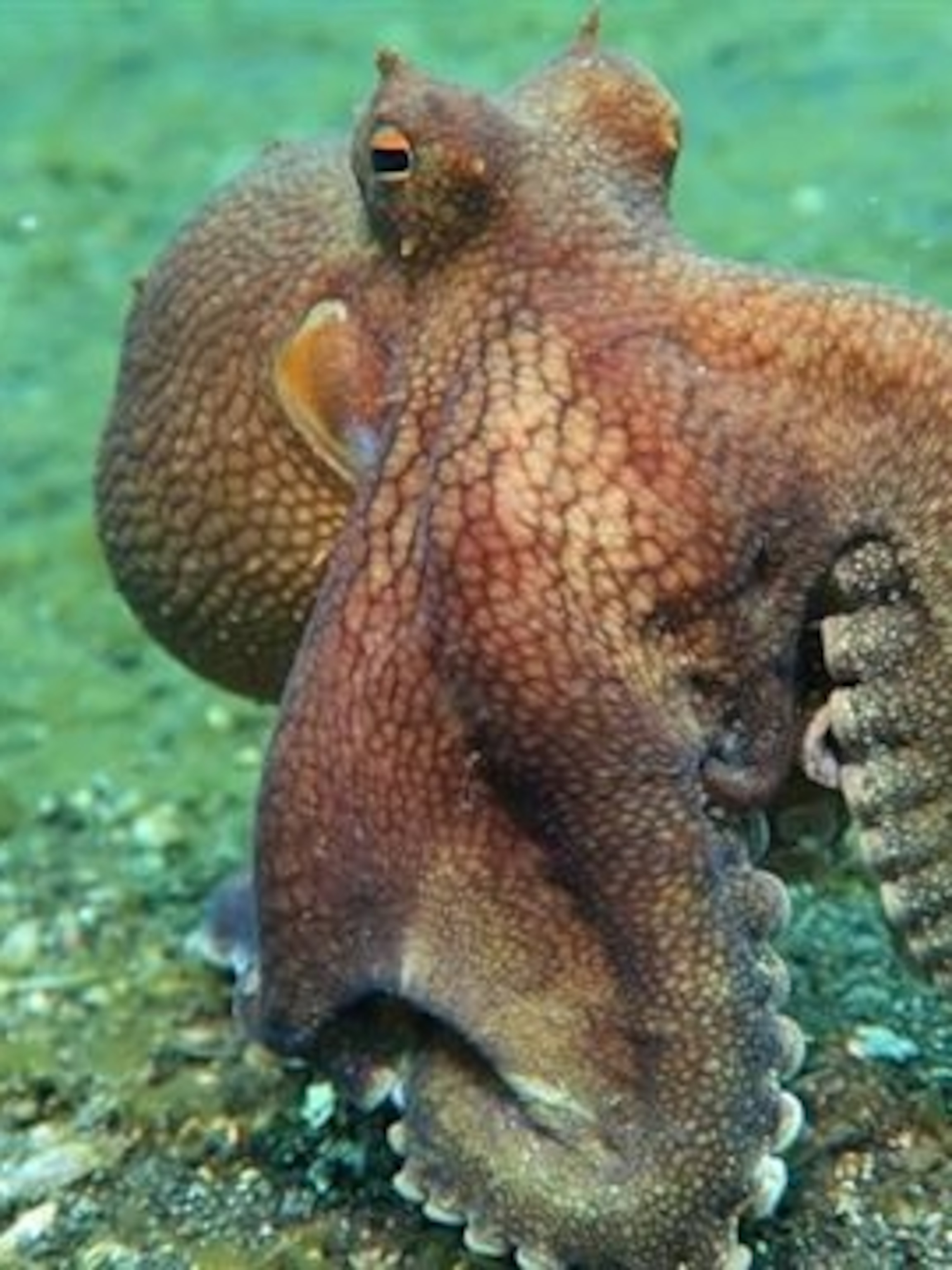 Octopus Eating A Shell