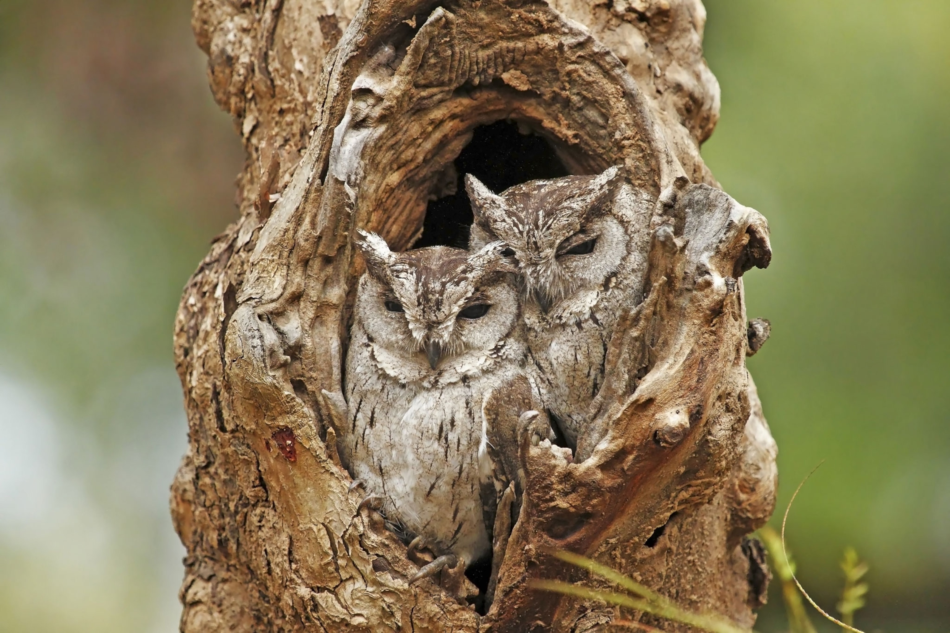 Masters of Deception: 5 Two-Faced Species