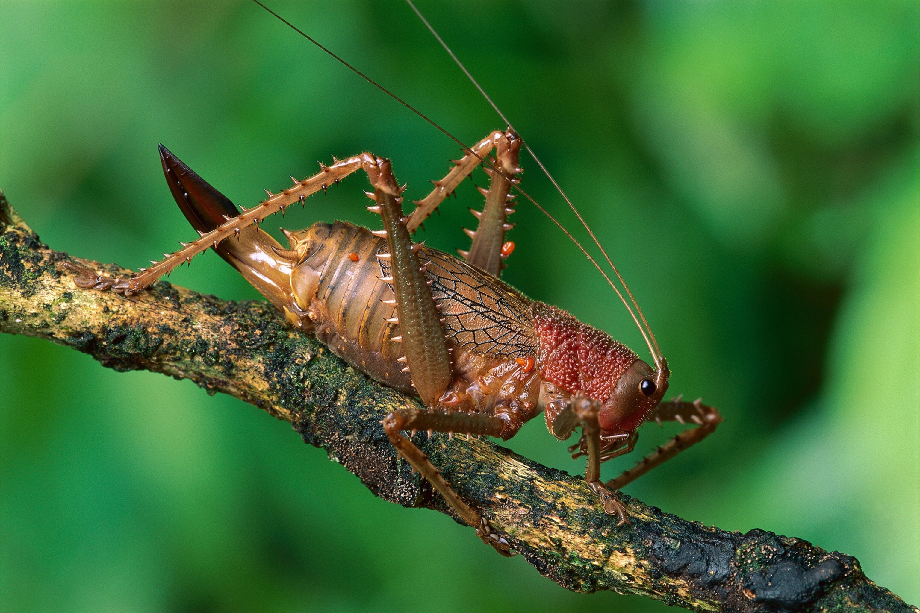 Some Insects Taste With Their Feet and Hear With Their Wings