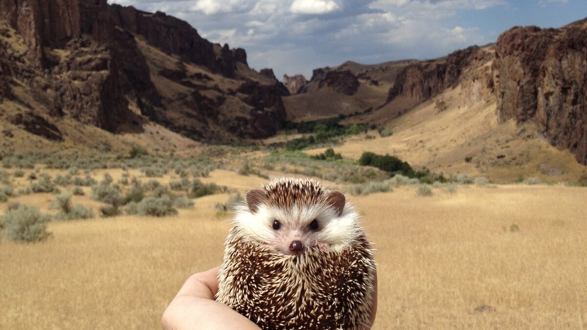 Pictures From Our Favorite Pet Instagram Accounts | National Geographic