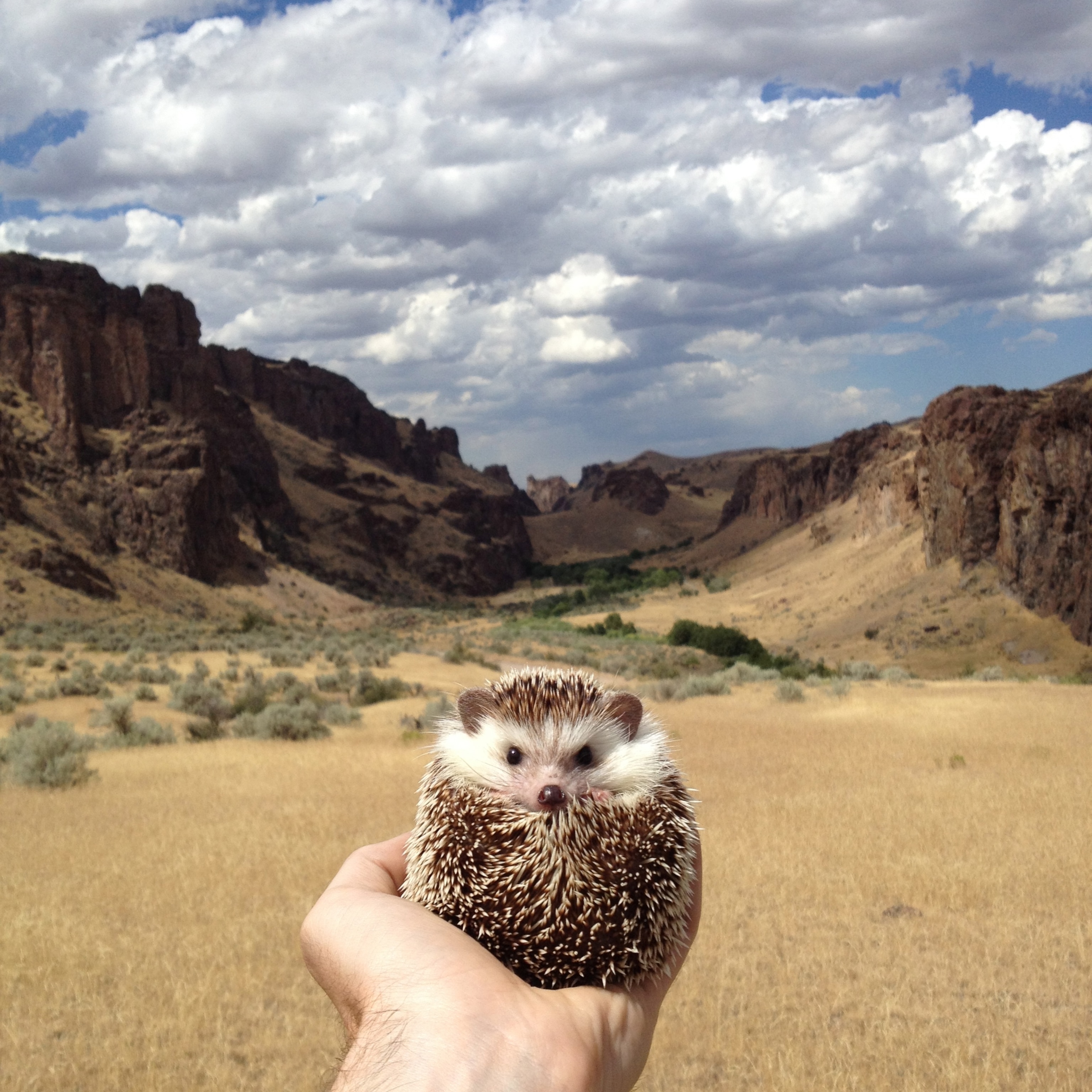 Pictures From Our Favorite Pet Instagram Accounts