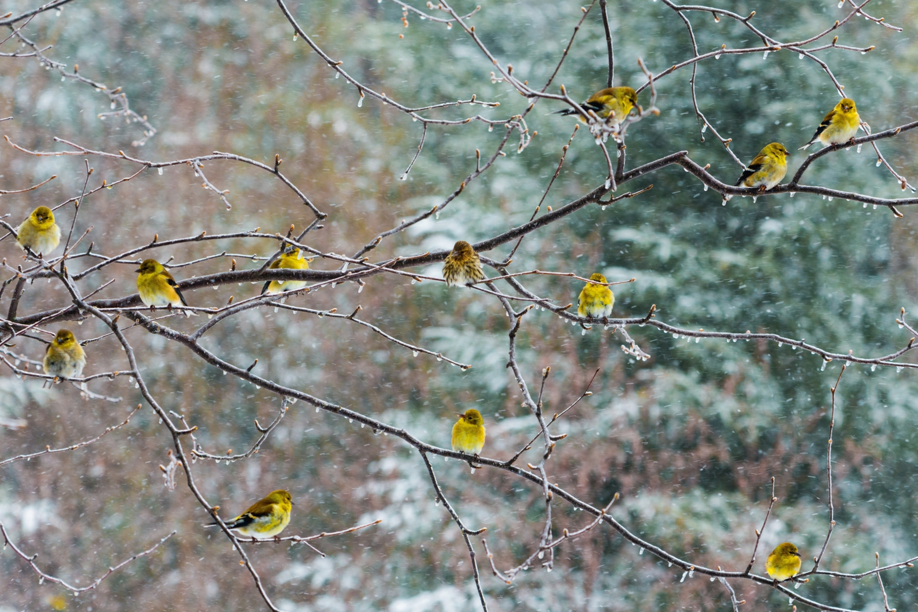 Pictures of the Spring Landscape in Minnesota