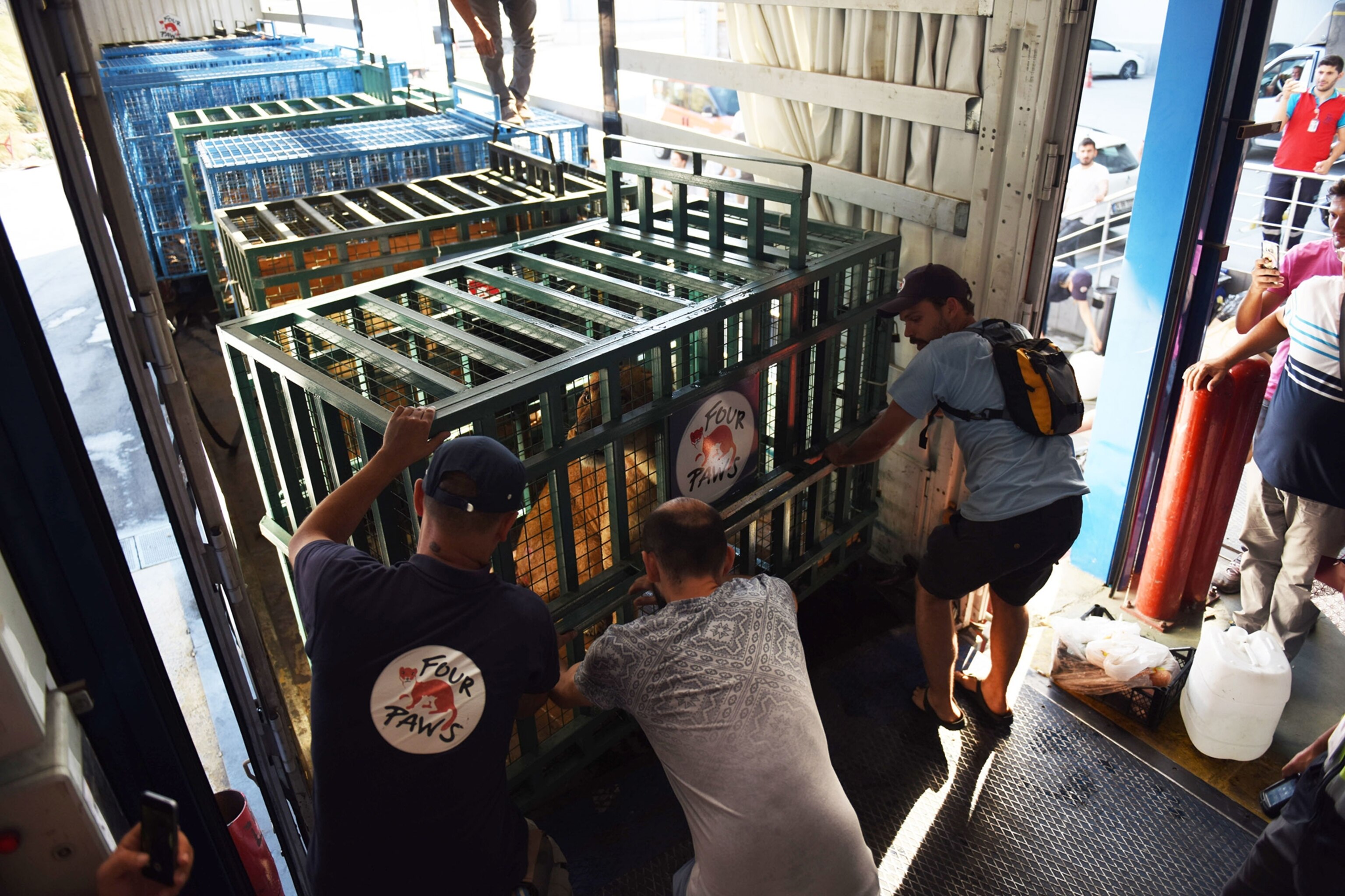 How Syrian Zoo Animals Were Rescued from War-Ravaged Aleppo