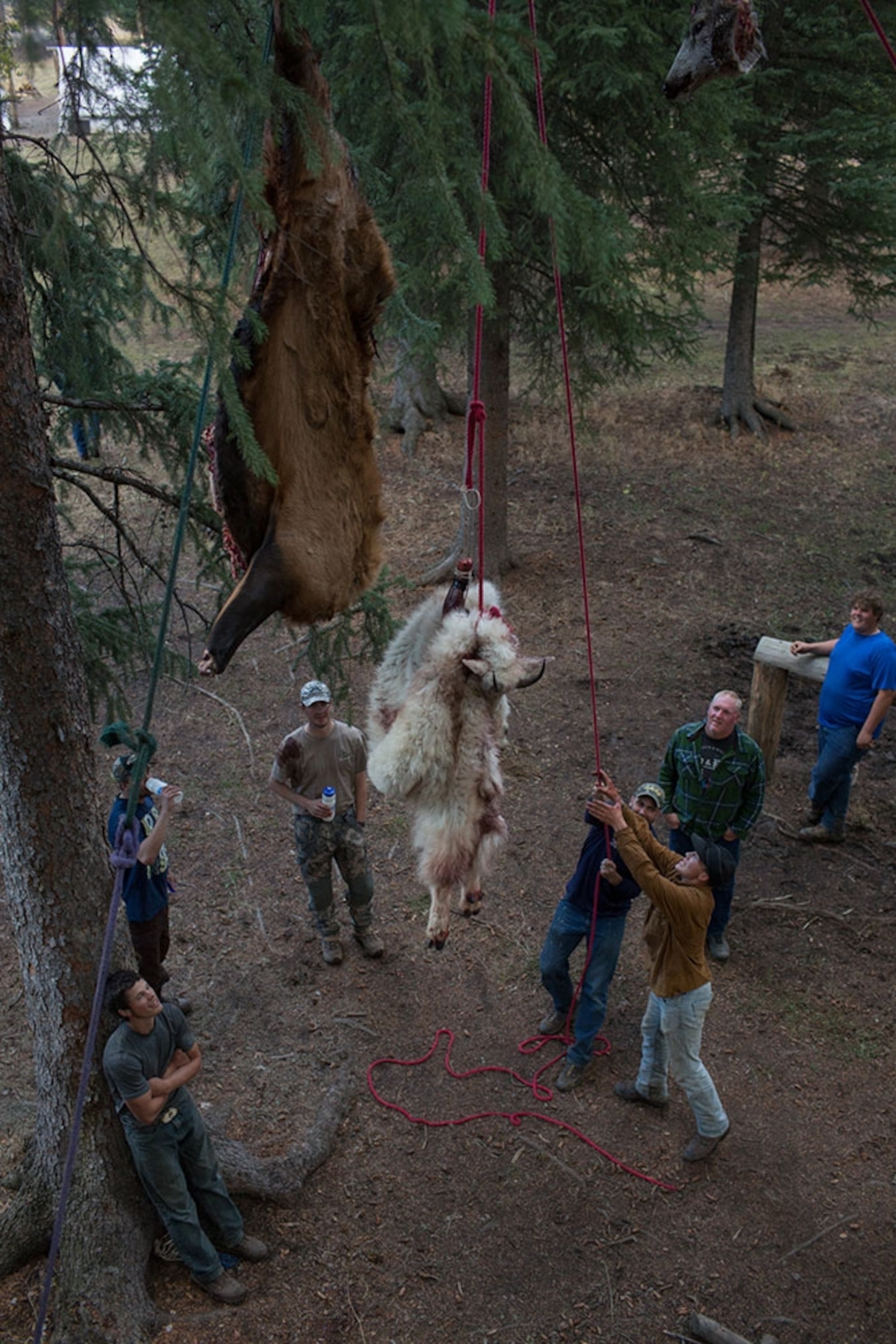 The new 'war on wolves' | National Geographic