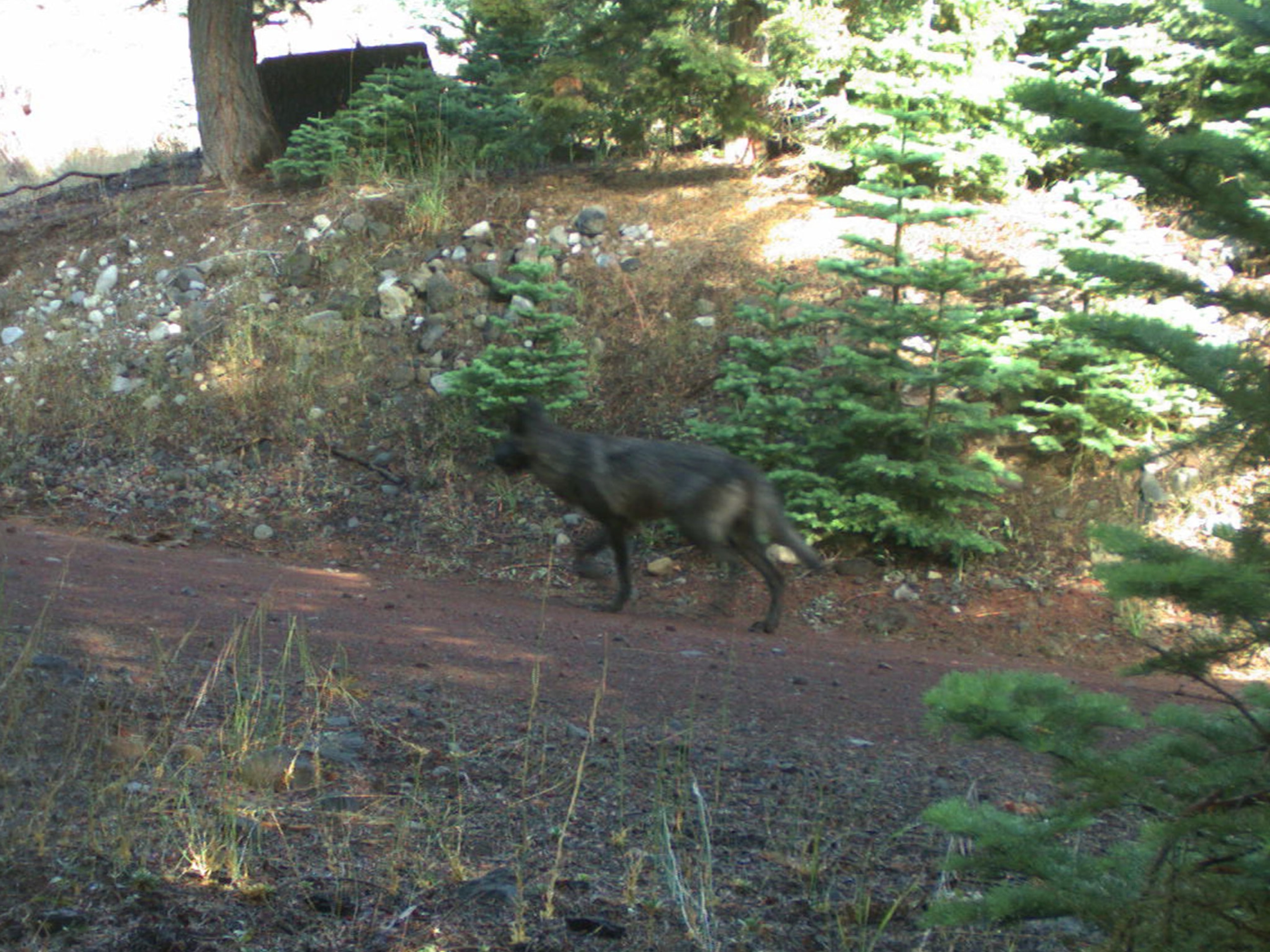 California May Be Home to a New Lone Wolf | National Geographic