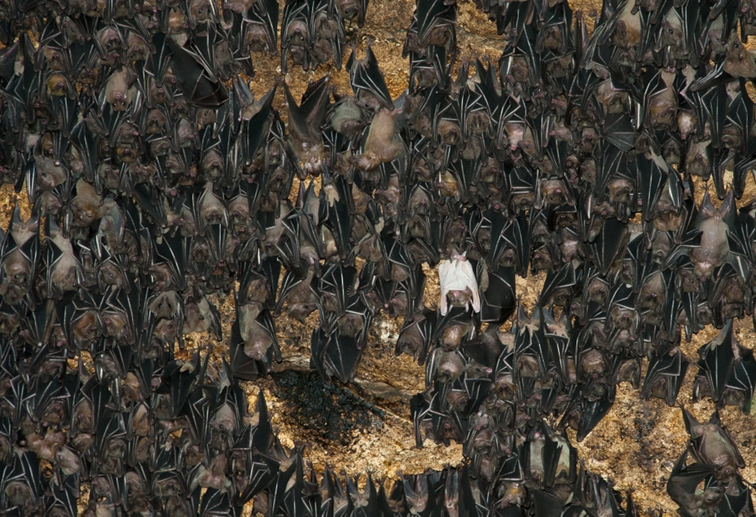 Pictures: Bats Swarm Philippines Cave