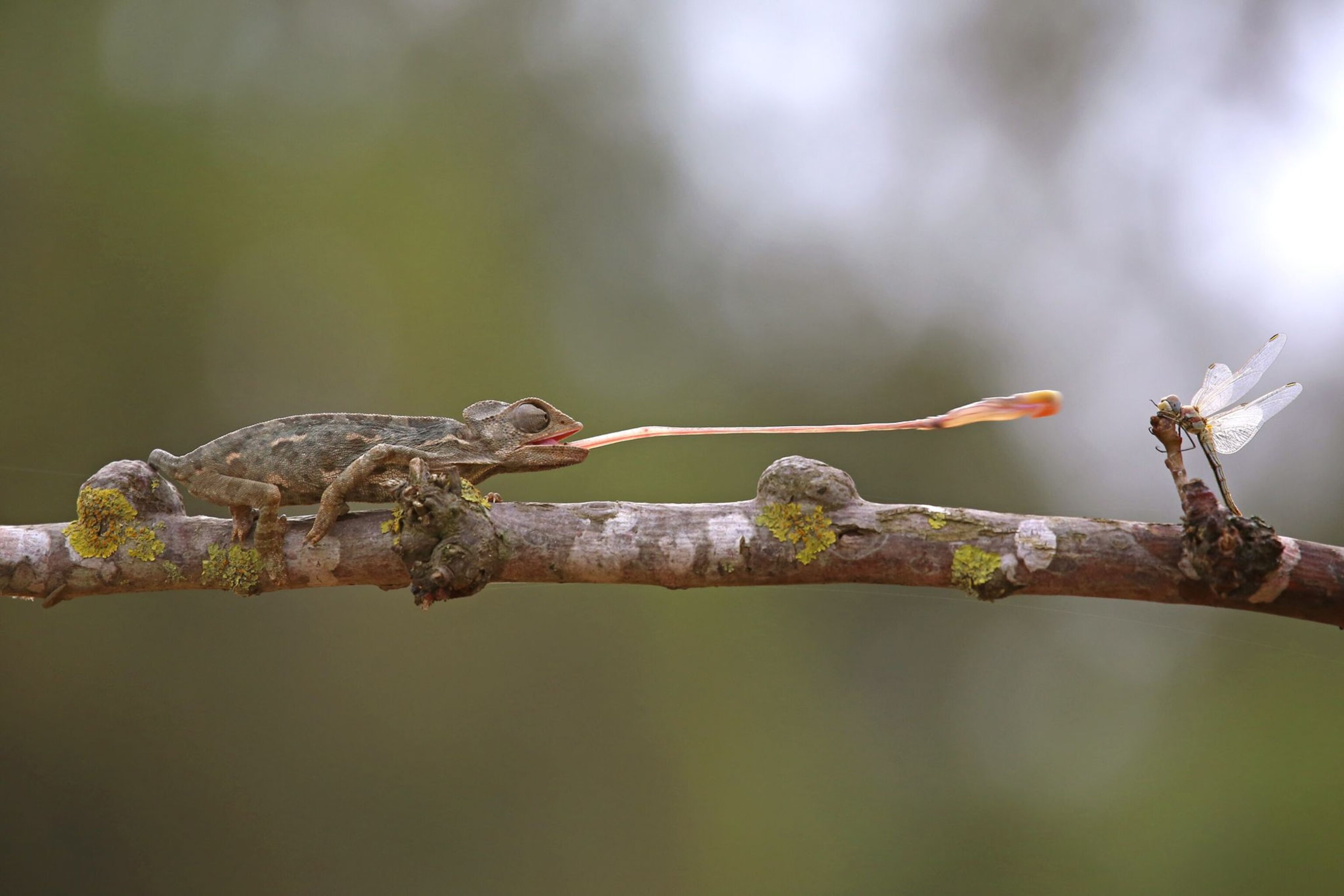 Masters of Deception: 5 Two-Faced Species