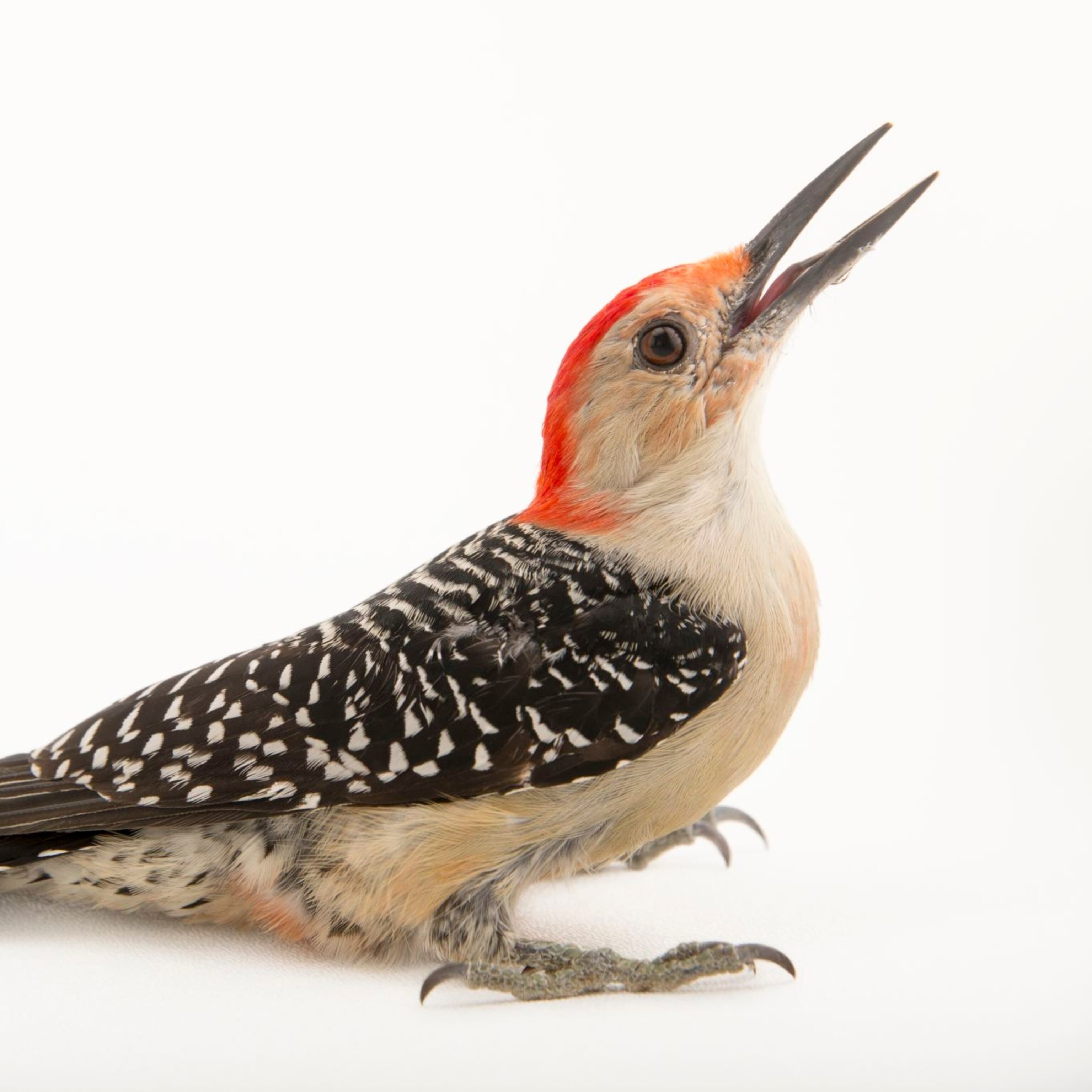 Red Bellied Woodpecker Male And Female