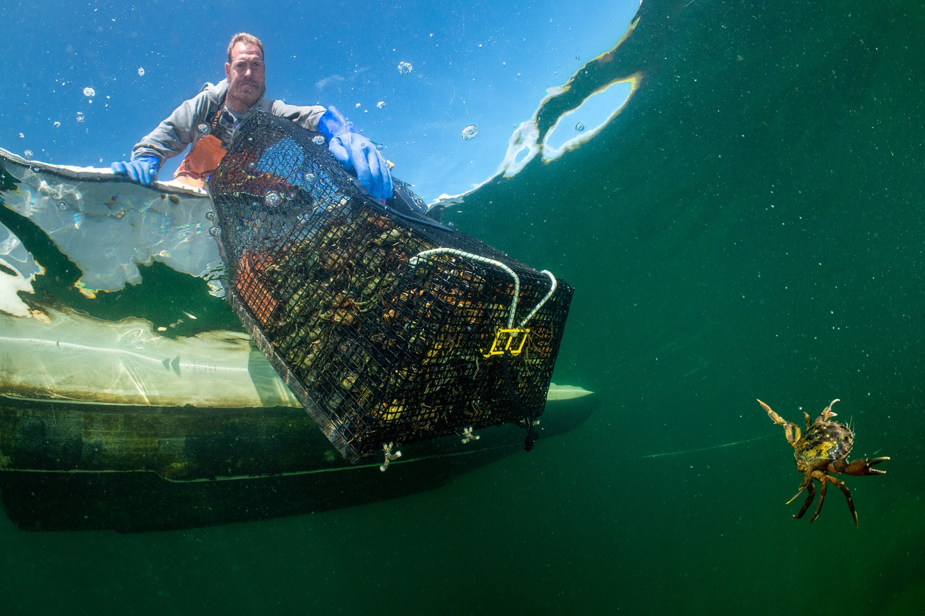 Invasive green crabs: If you can't beat them, eat them.