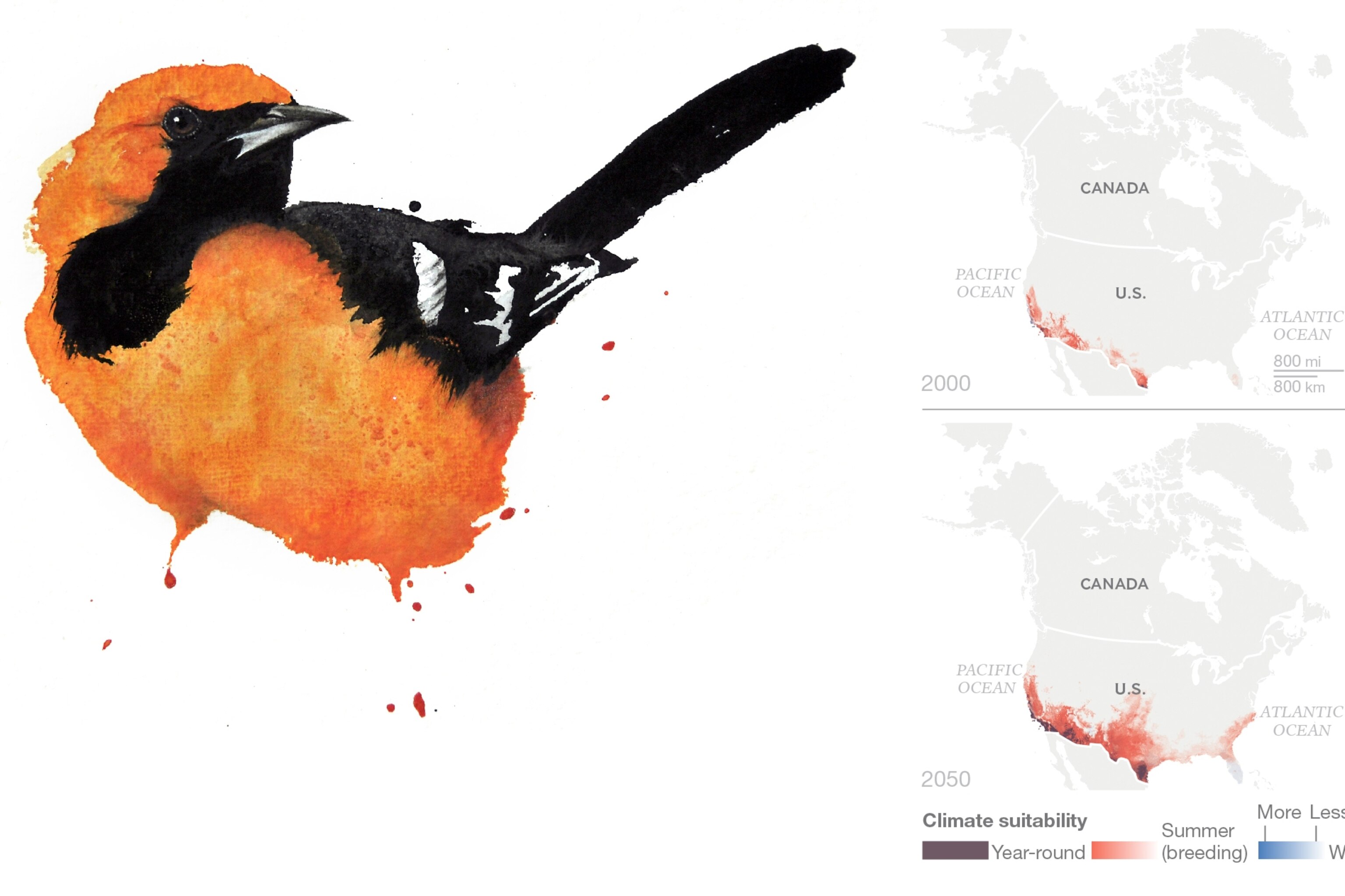 Climate Change May Put Half of North American Birds at Risk of Extinction