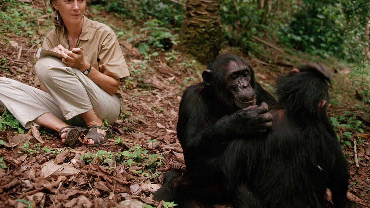 New Jane Goodall Film to Reveal Never-Before-Seen Footage | National ...