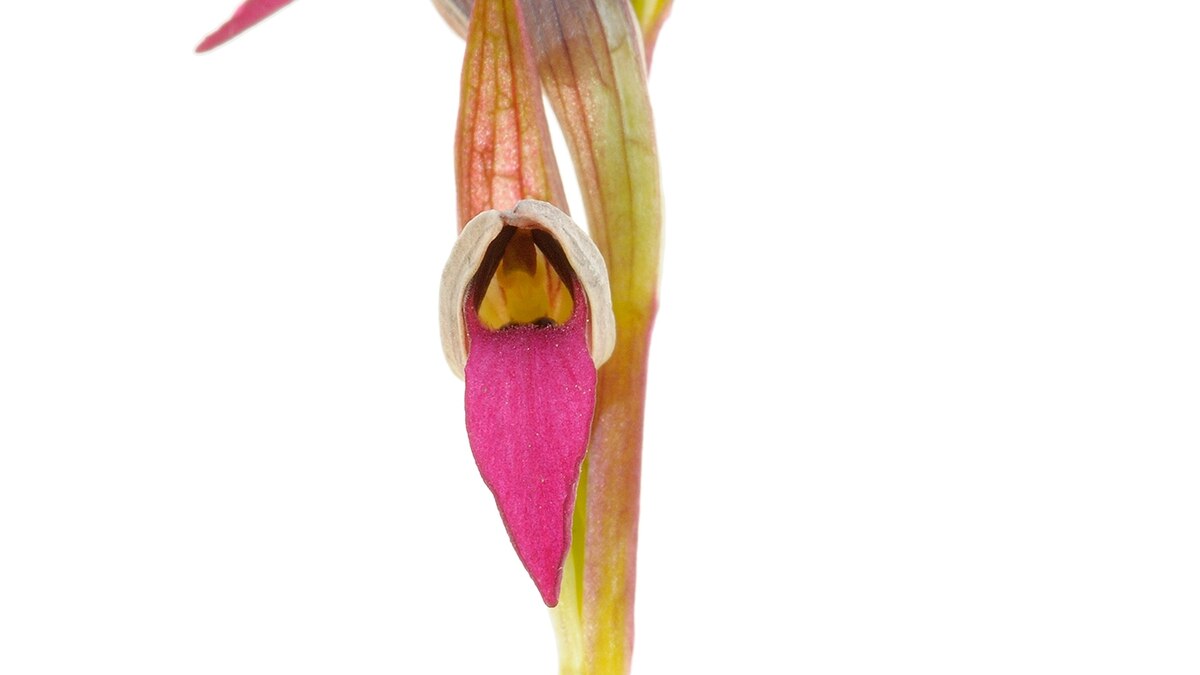 12 Colorful Photos of Orchids for Spring | National Geographic