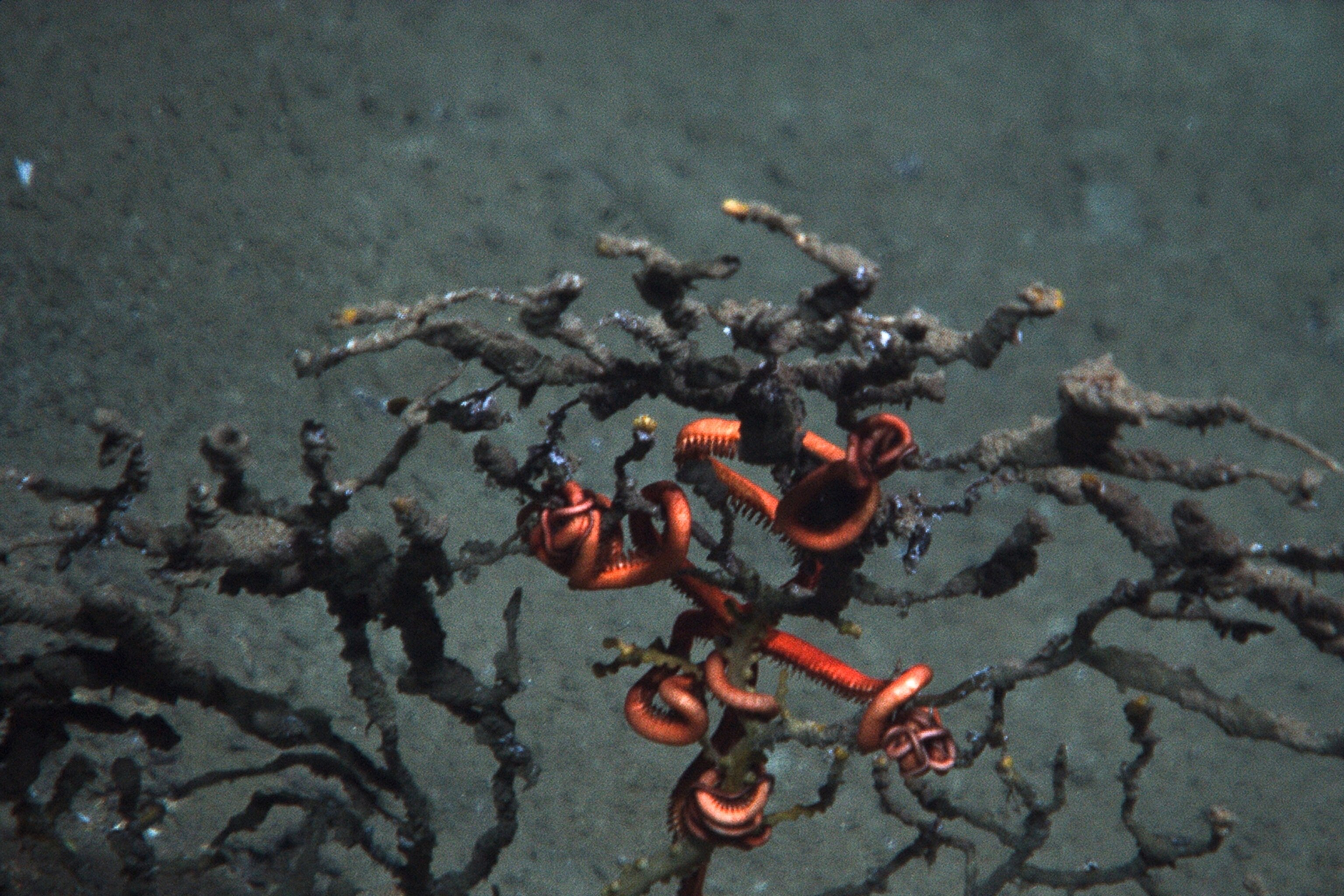 Gulf Oil Spill Pictures: Ten New Studies Show Impact on Animals, Coast ...