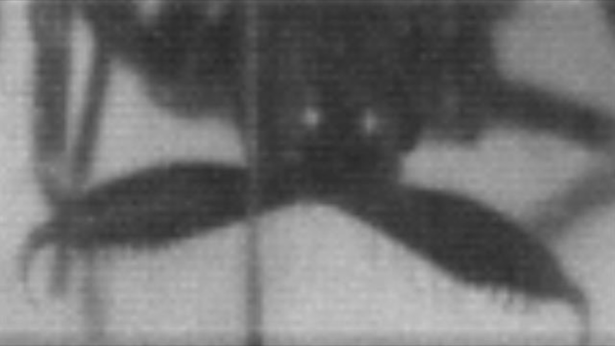 Watch Spider Jaws Move as Quickly as World's Fastest Runner | National ...