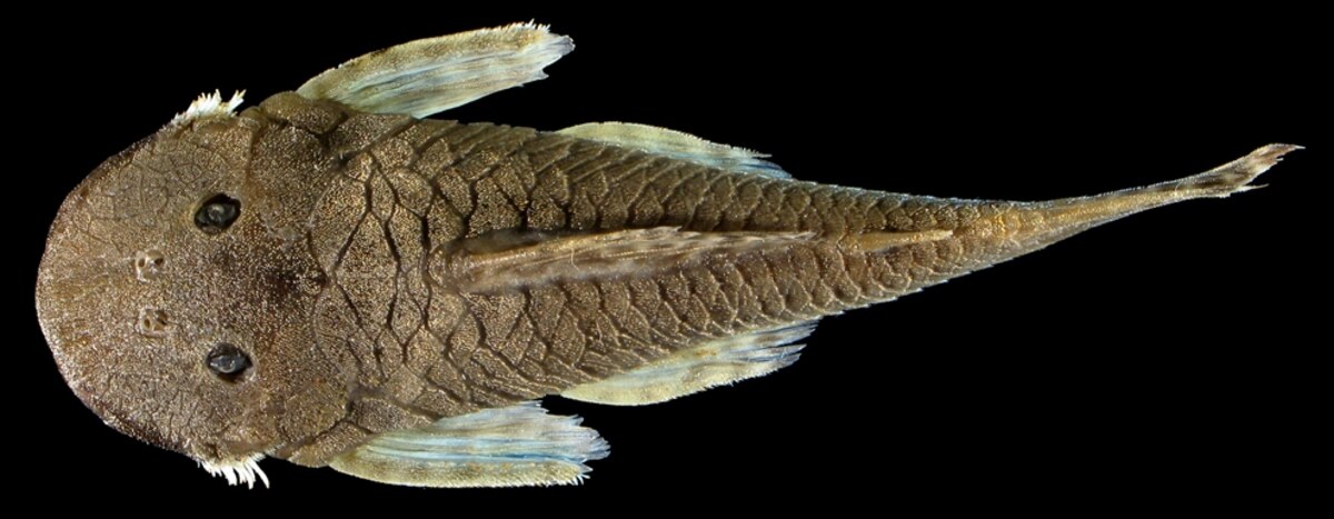 Pictures: New Suckermouth Armored Catfish Discovered