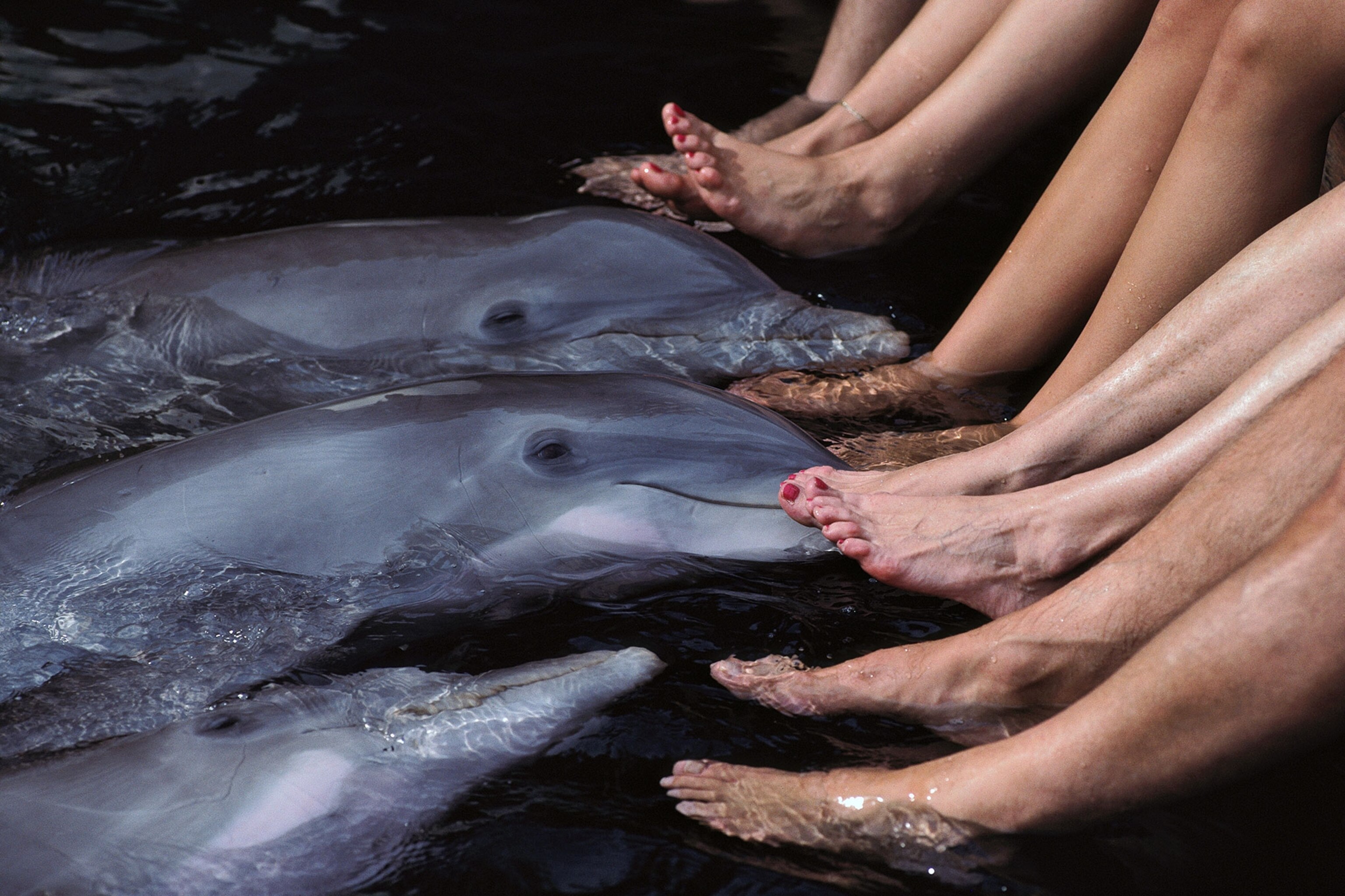 How Dolphins Healed An Author’s Broken Heart