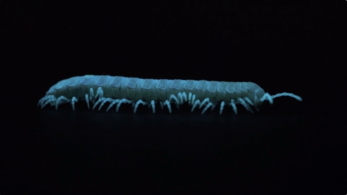 New Glowing Millipede Found; Shows How Bioluminescence Evolved ...